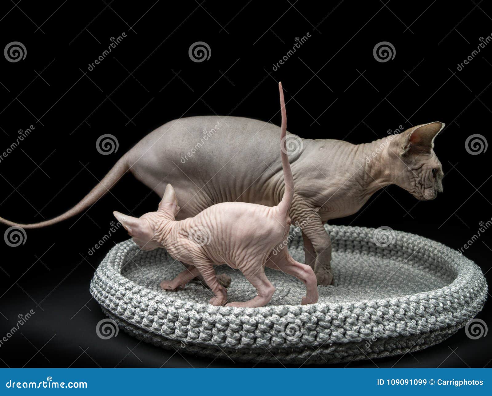 Sphynx Cat Posing Front of Camera. Stock Image - Image of studio ...