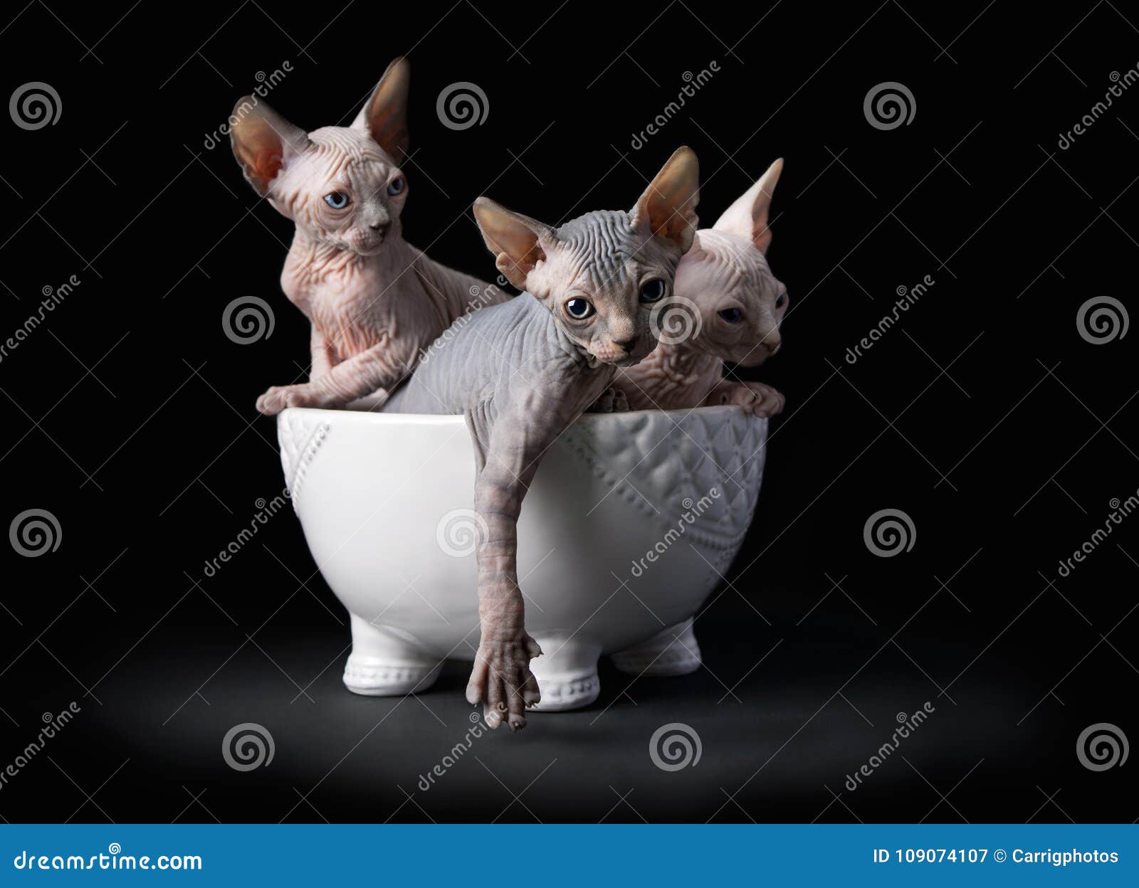 Sphynx Cat Posing Front of Camera. Stock Image - Image of pose, sphynx ...
