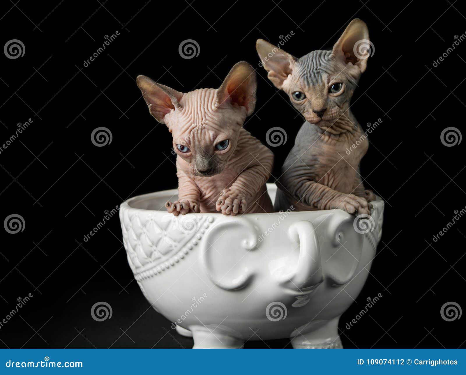 Sphynx Cat Posing Front of Camera. Stock Photo - Image of male, small ...