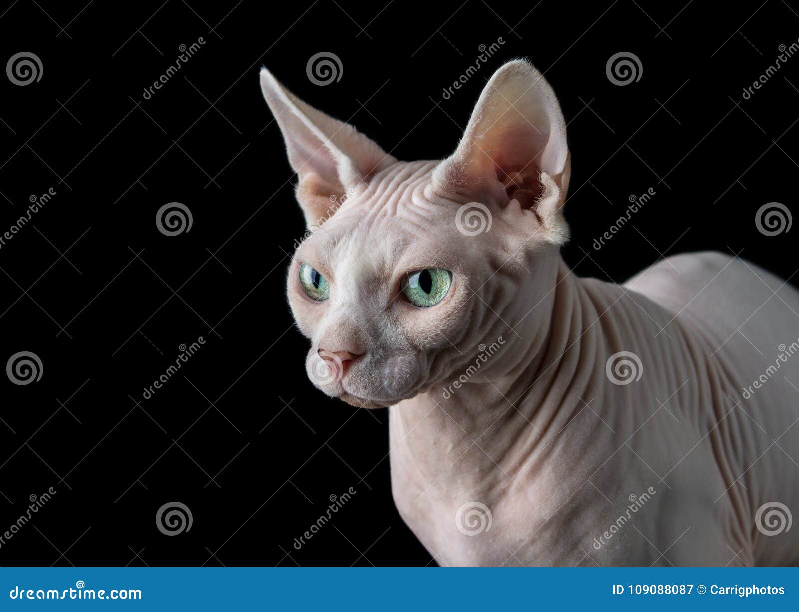 Sphynx Cat Posing Front of Camera. Stock Image - Image of cute, sphynx ...