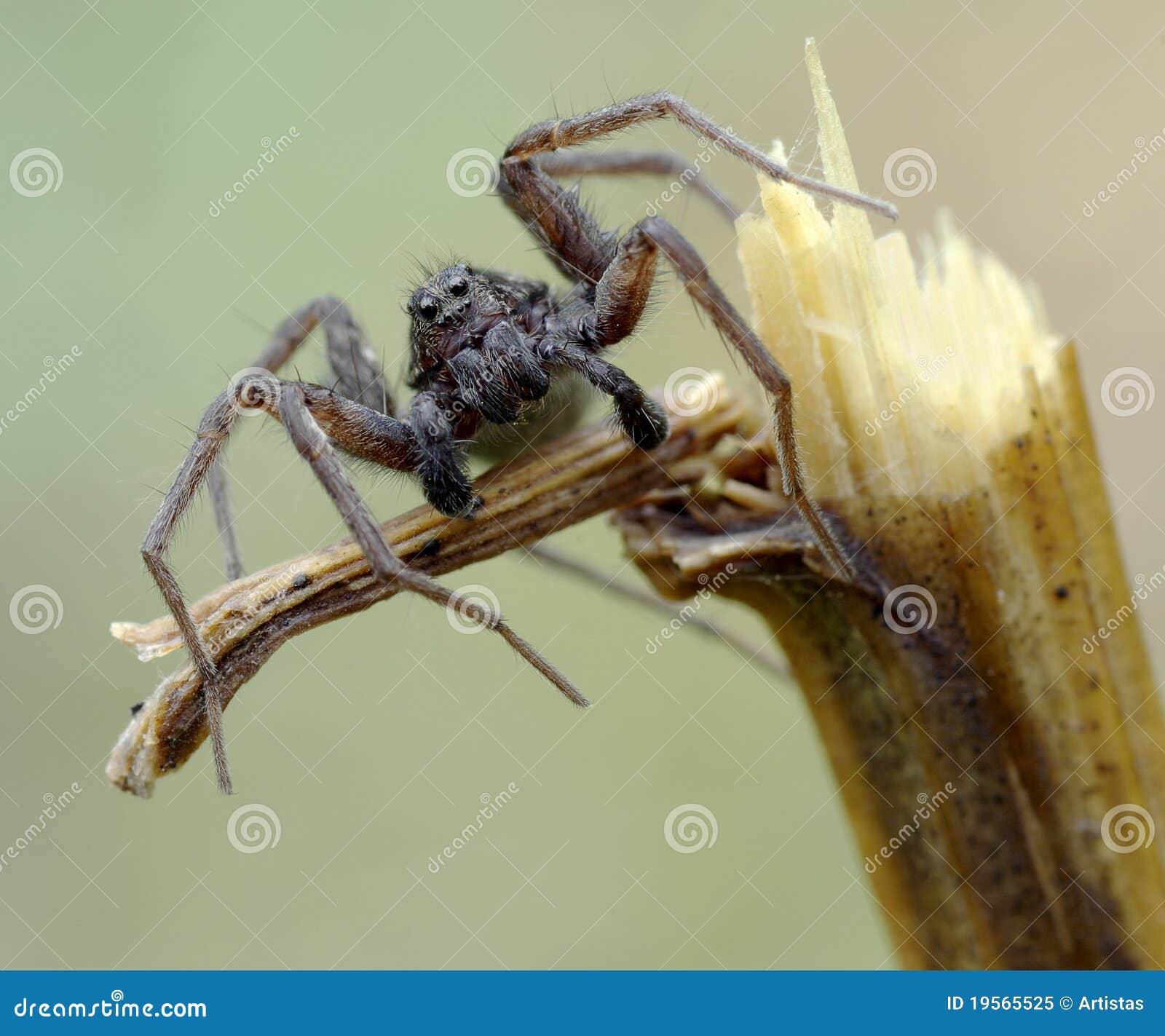 Portrait of spider stock image. Image of spring, nature - 19565525