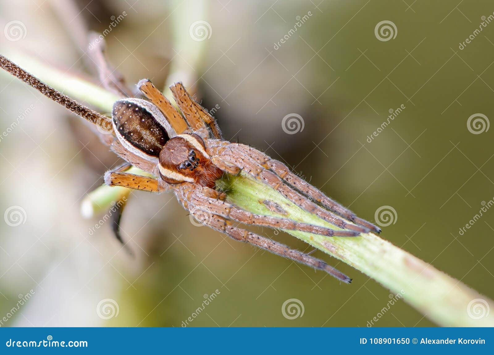 Portrait of spider-hunter stock photo. Image of fimbriatus - 108901650