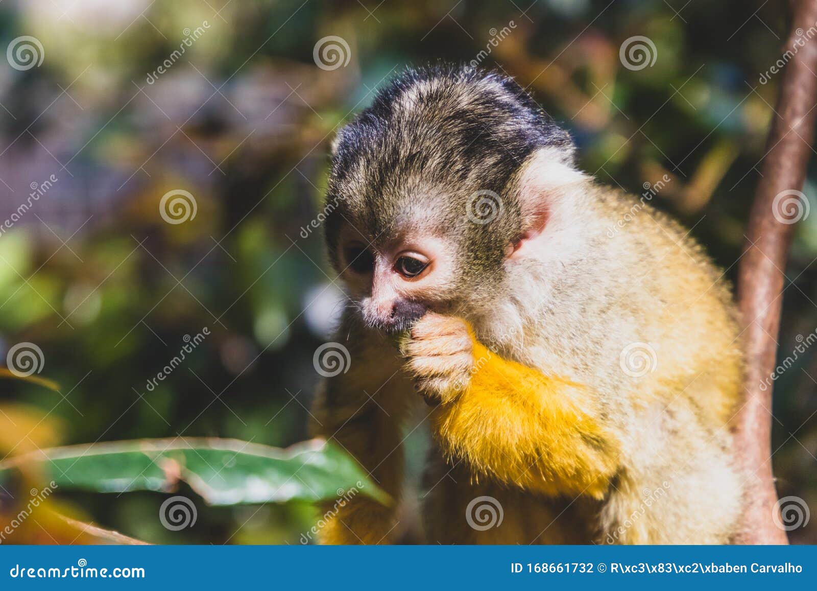 Portrait of a Spider Monkey Eating Nuts Stock Photo - Image of mammal ...