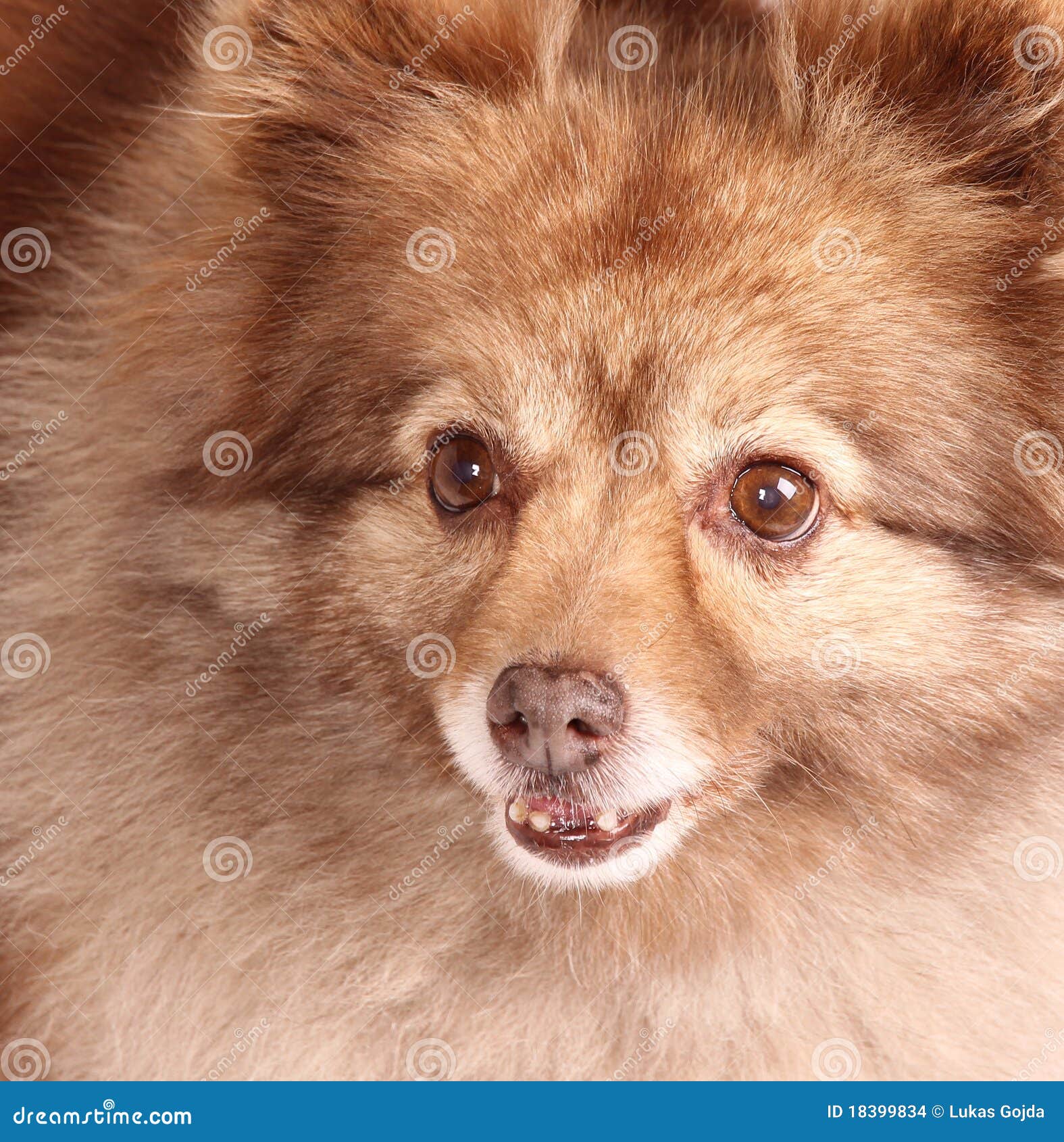 Portrait of Spitz-dog. stock photo. Image of eyes, pets - 18399834