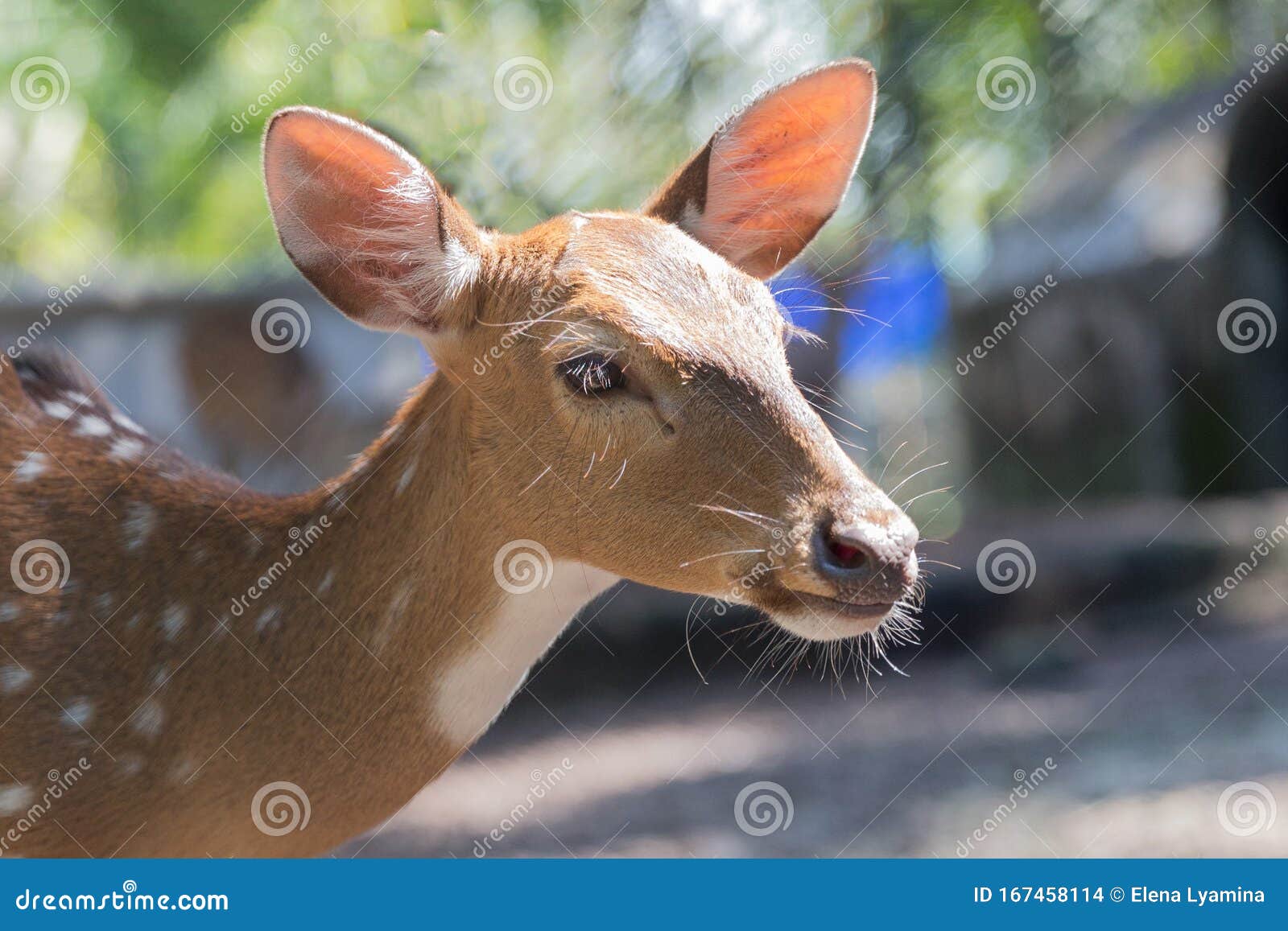 Portrait of Spotted Fallow Deer in the Sun.Head of Cute Young Deer ...
