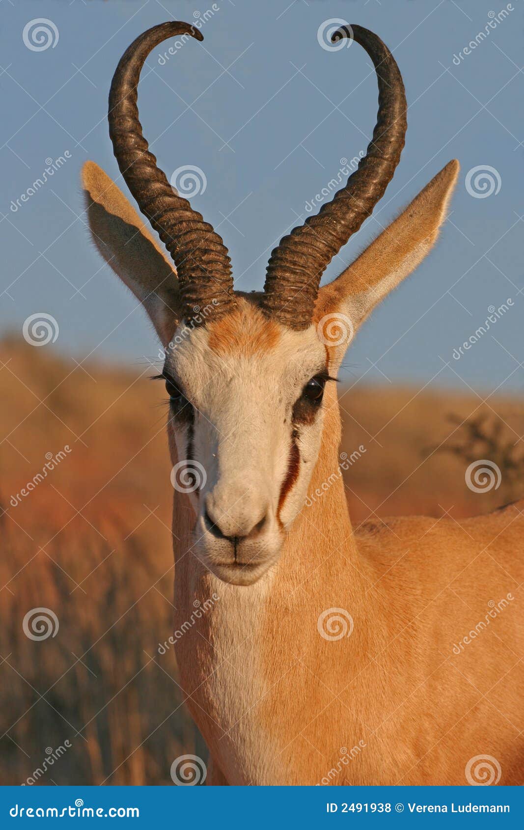 Portrait of springbok stock photo. Image of gazelle, portrait - 2491938