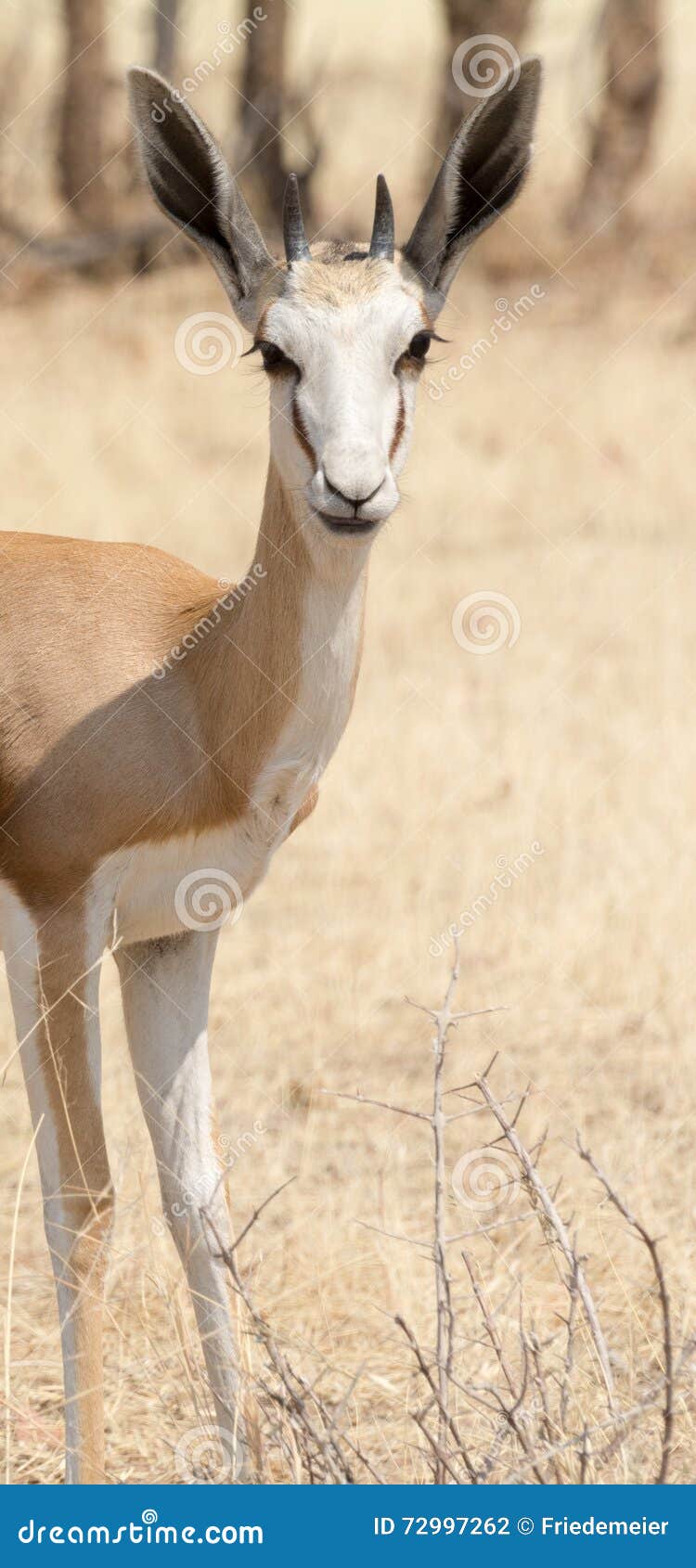 Portrait of a Springbok stock photo. Image of vertebrata - 72997262