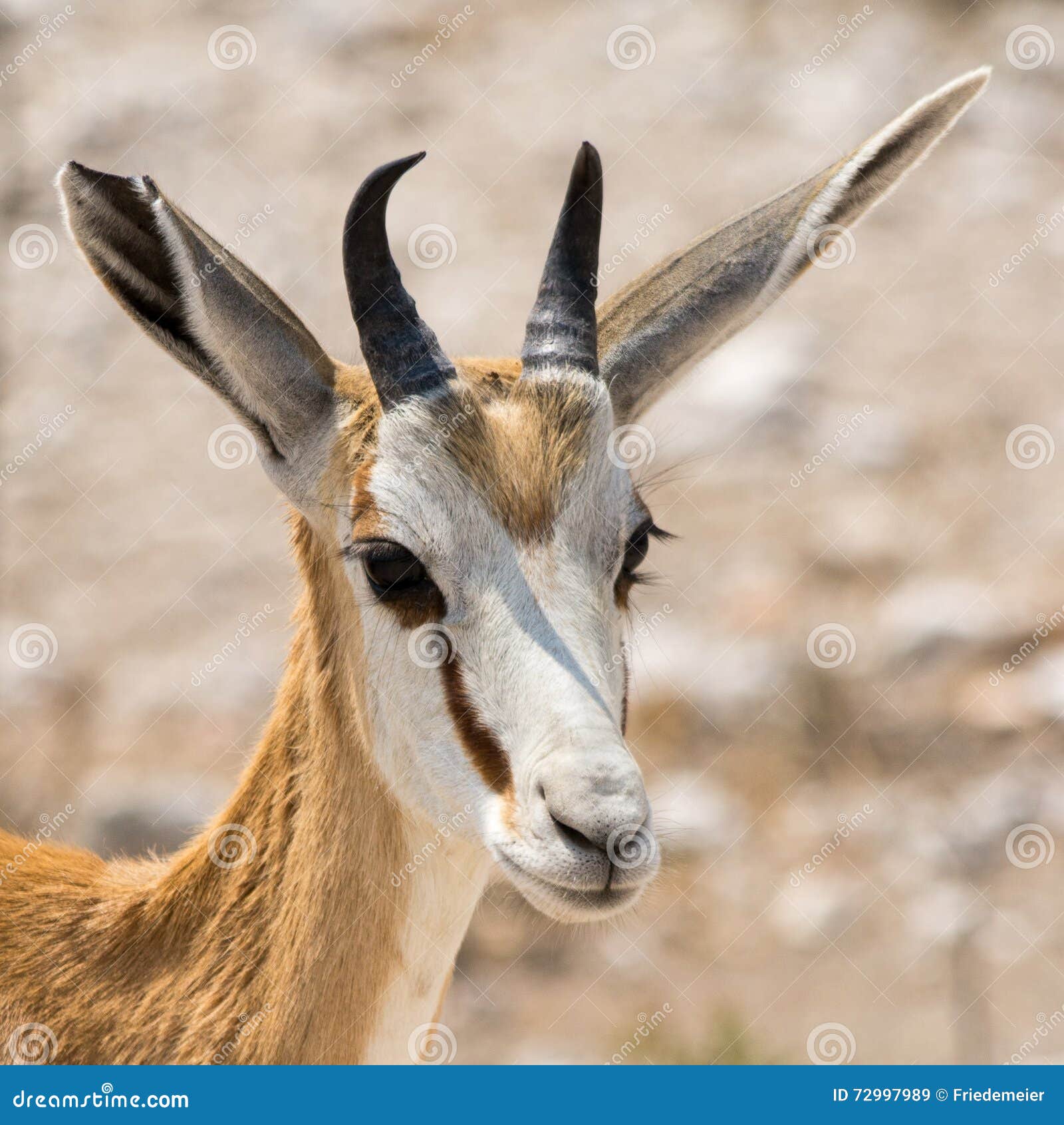 Portrait of a Springbok stock image. Image of etosha - 72997989