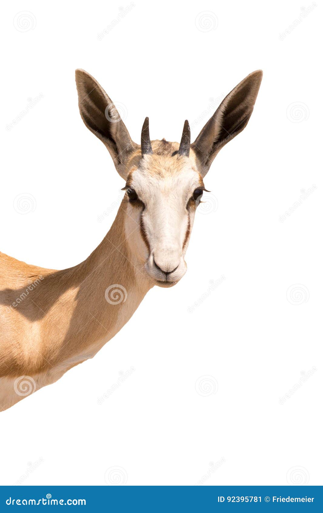 Portrait of a Springboks Head, Isolated Stock Image - Image of mammalia ...