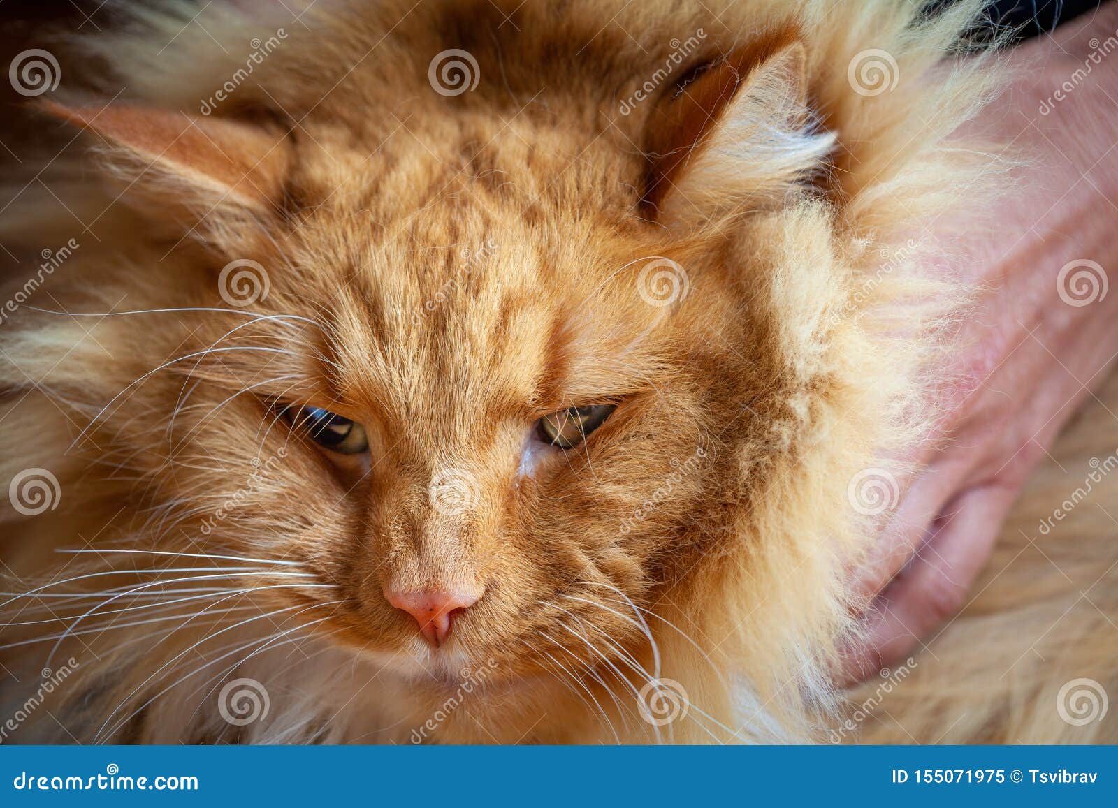Portrait of Squinting Ginger Cat. Stock Image - Image of squinting ...