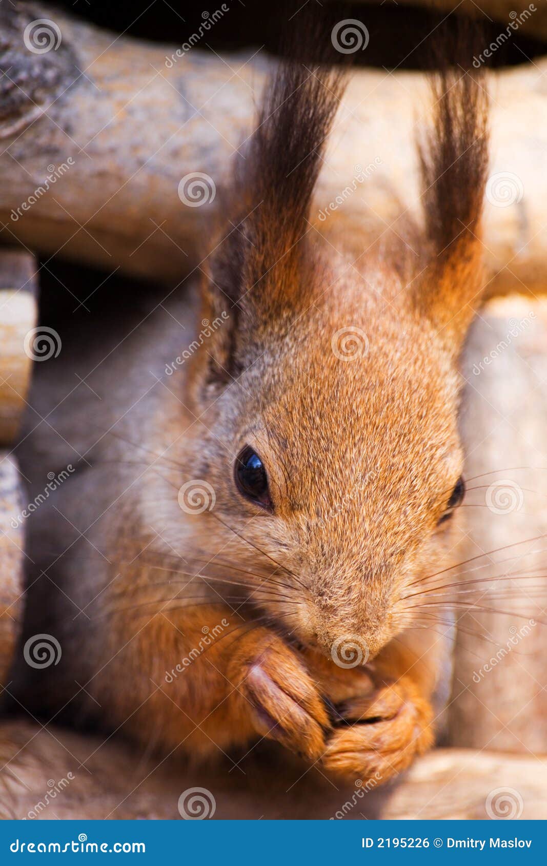 Portrait of a squirrel stock photo. Image of outdoors - 2195226