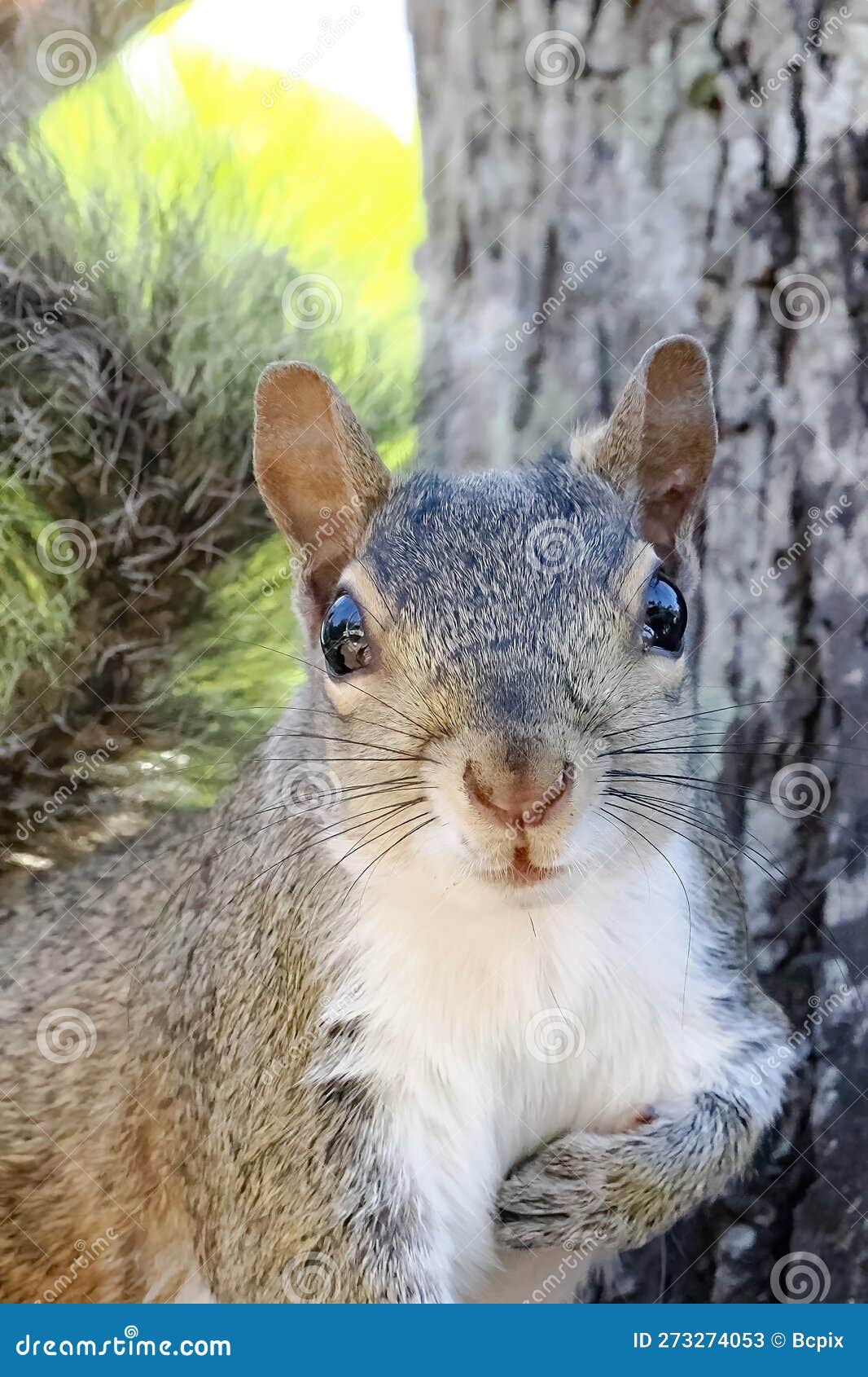 Squirrel Face As it Looks at Camera Stock Image - Image of animal ...