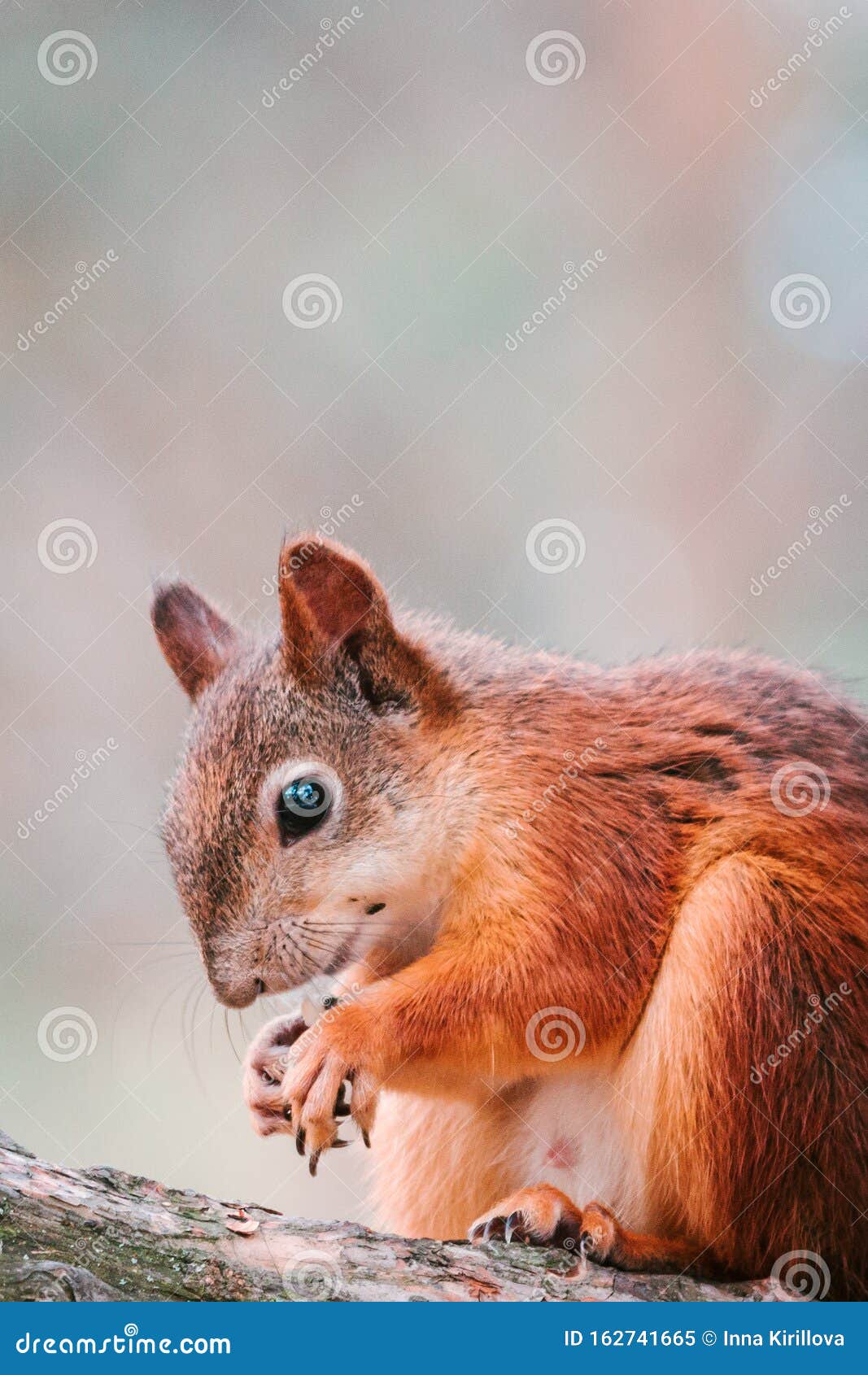Portrait of squirrel stock image. Image of outdoor, natural - 162741665