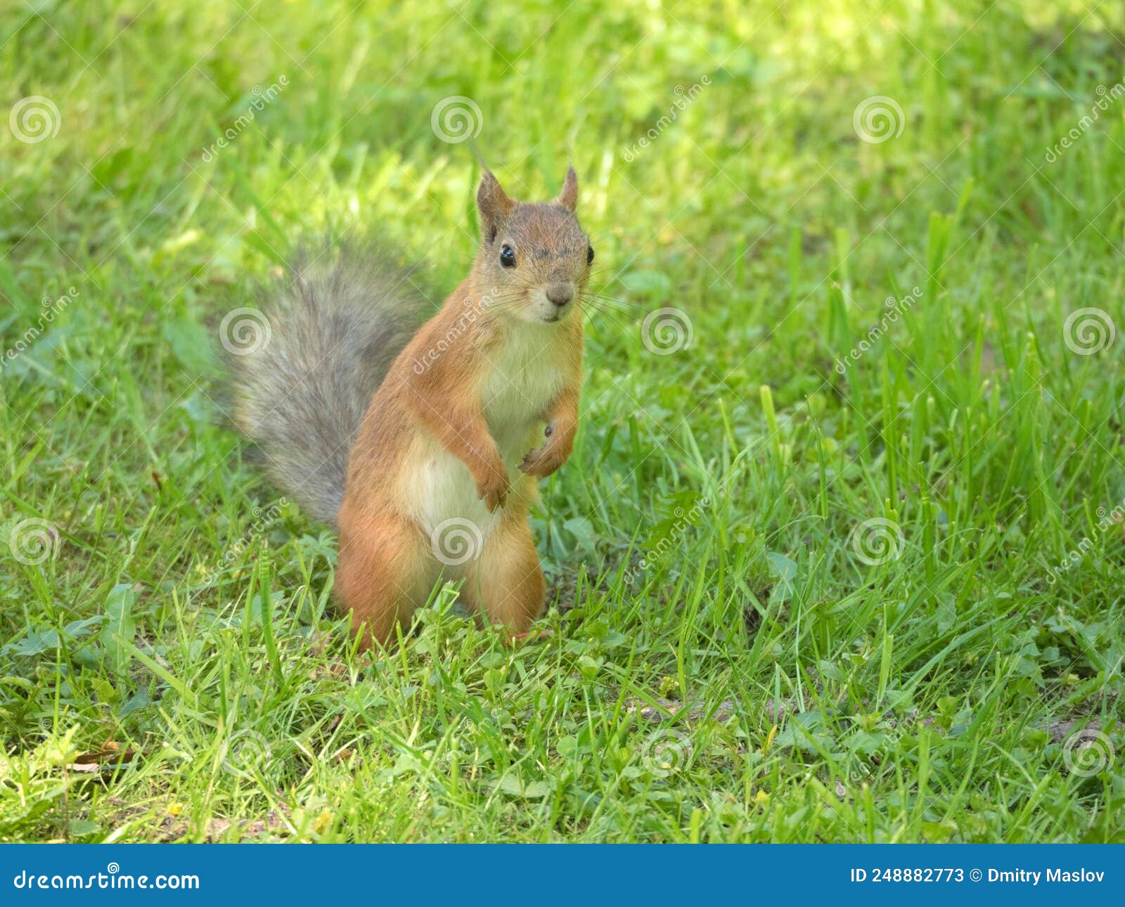 Portrait of a Squirrel in Spring Stock Image - Image of nature, cute ...