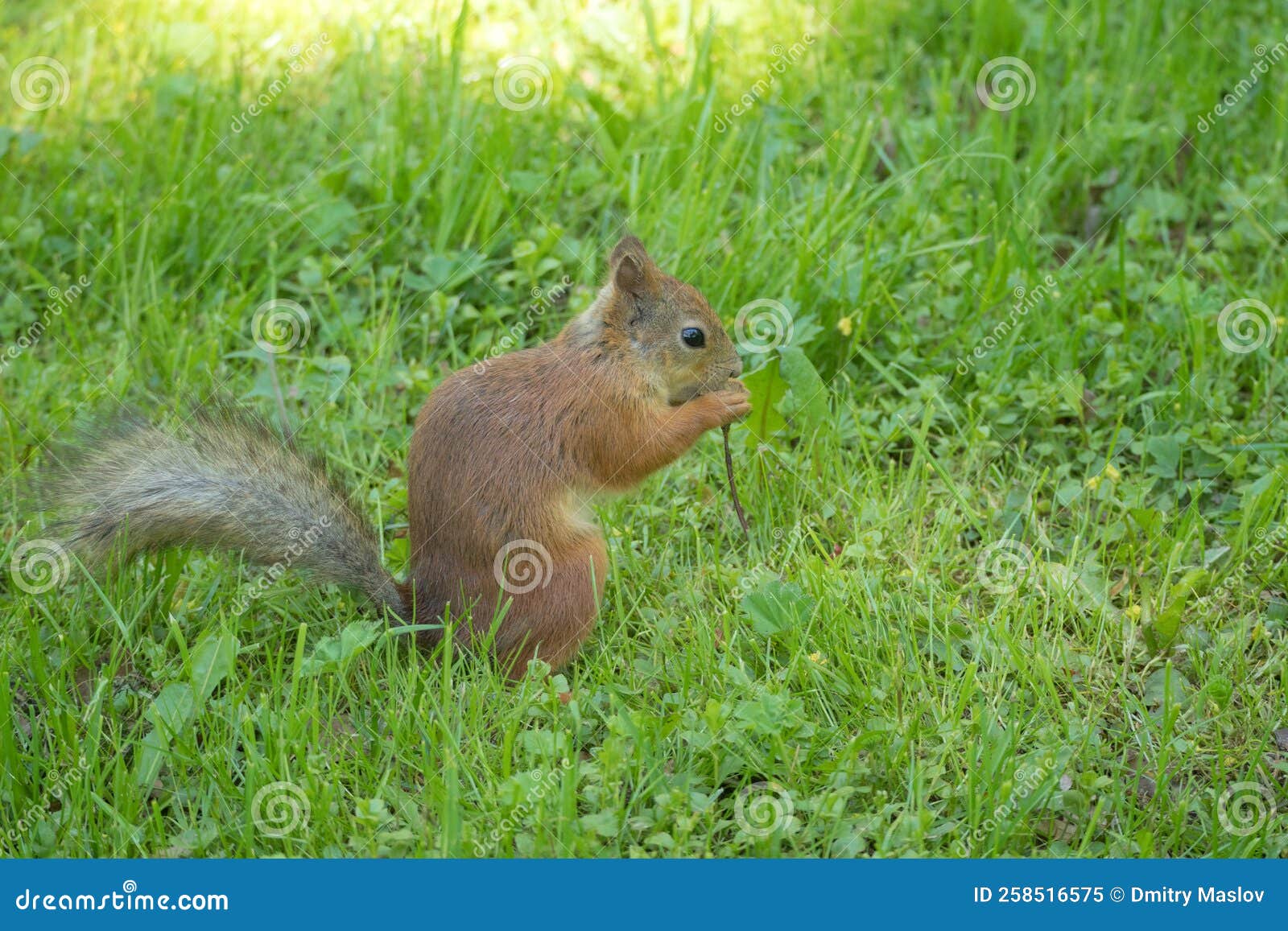 Squirrel in spring stock image. Image of portrait, spring - 258516575