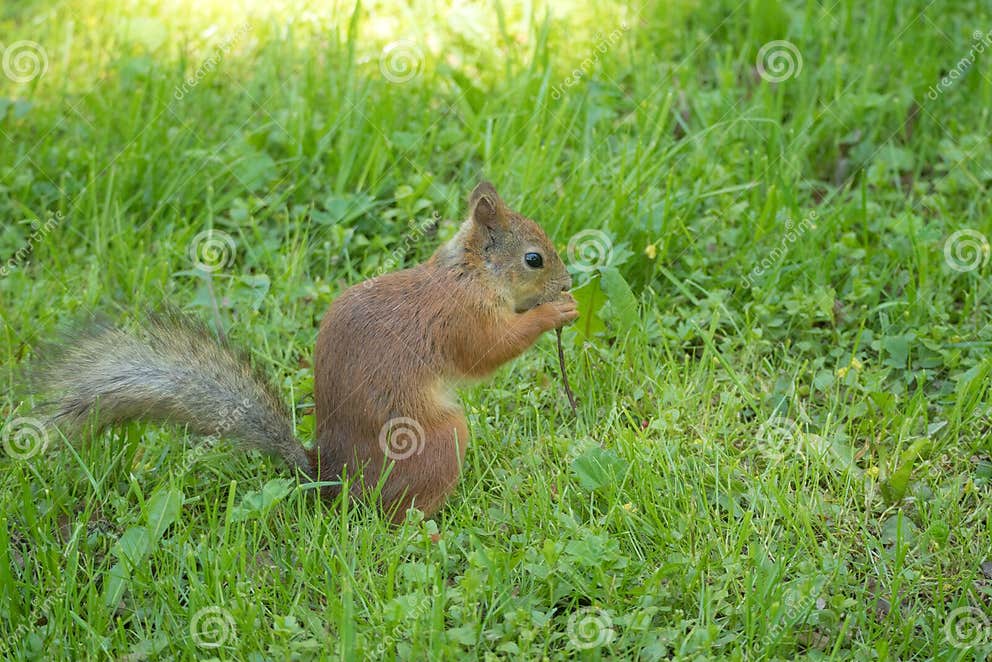 Squirrel in spring stock image. Image of portrait, spring - 258516575