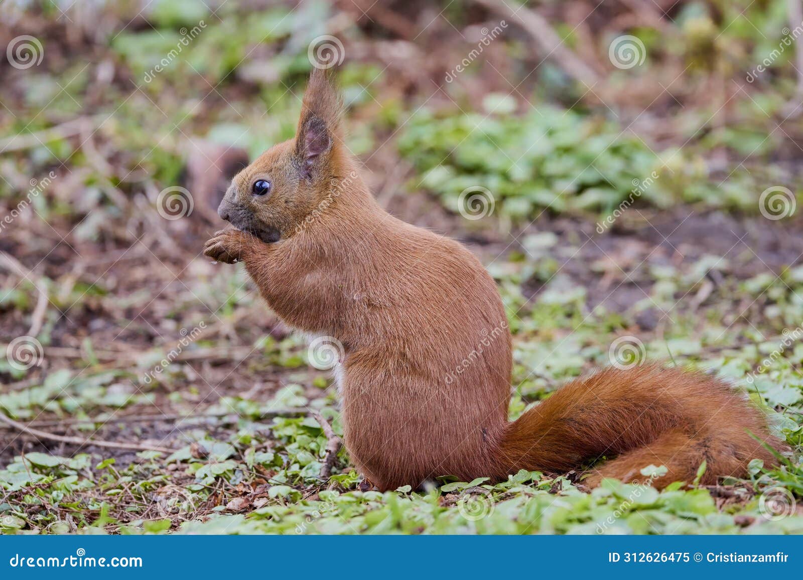 Portrait with a Squirrel on the Ground on a Spring Day Stock Image ...