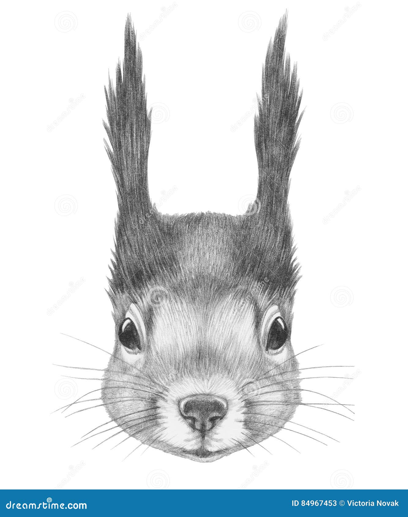 Portrait of Squirrel. stock illustration. Illustration of character ...