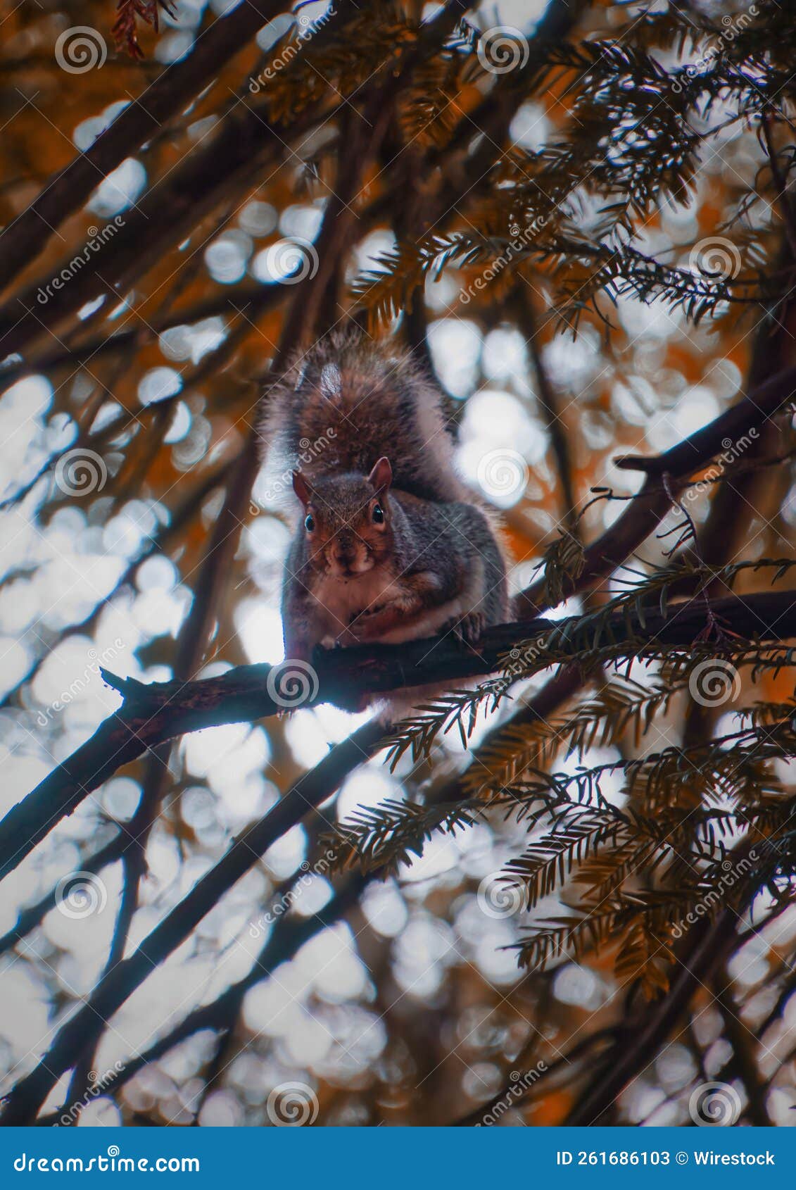 Portrait of Squirrel Looking at the Camera from Branch in a Tree during ...