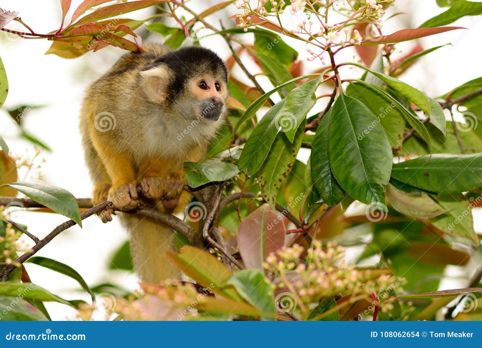 Squirrel monkey in a tree stock photo. Image of arboreal - 108062654