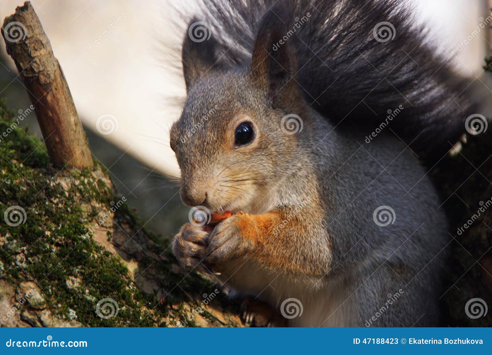 Portrait of a Squirrel Nibbling a Nut. Stock Image - Image of north ...