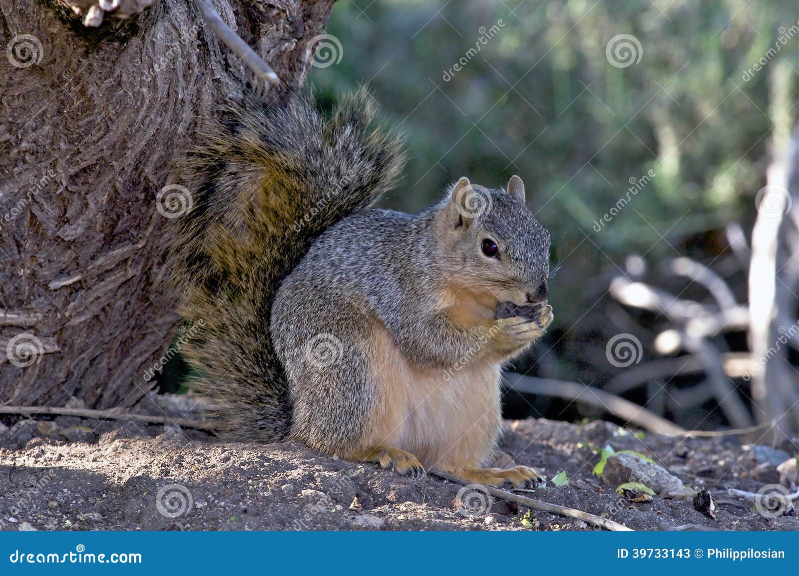 Portrait of a Squirrel Nibbling on a Nut Stock Image - Image of species ...