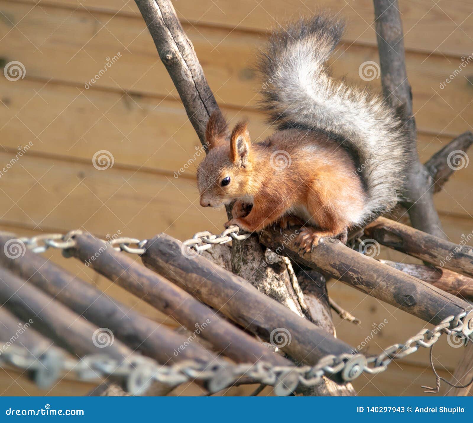 Portrait of a Squirrel in the Park Stock Image - Image of tail, natural ...