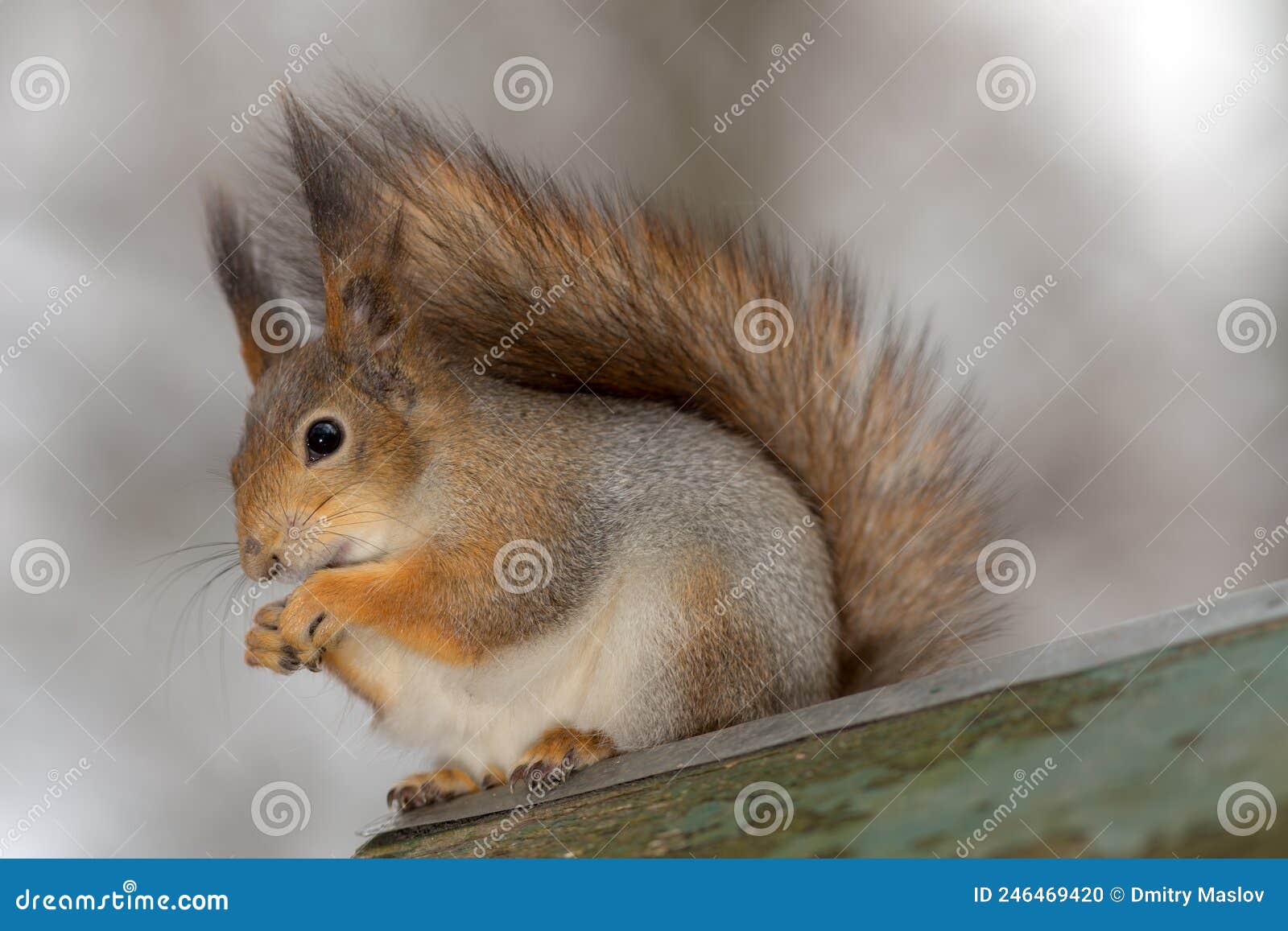 Squirrel in profile stock photo. Image of macro, outdoors - 246469420