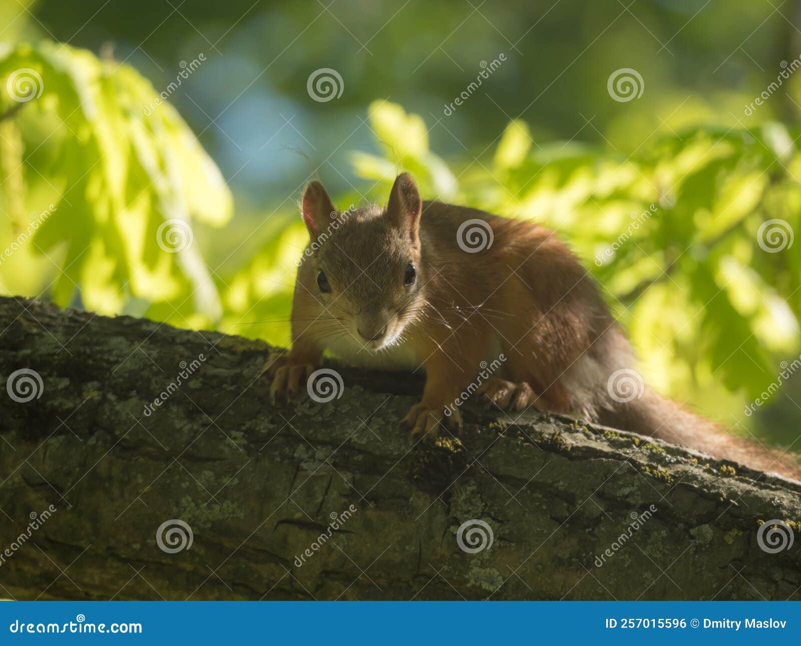 Portrait of a Squirrel in Spring Stock Photo - Image of branch ...