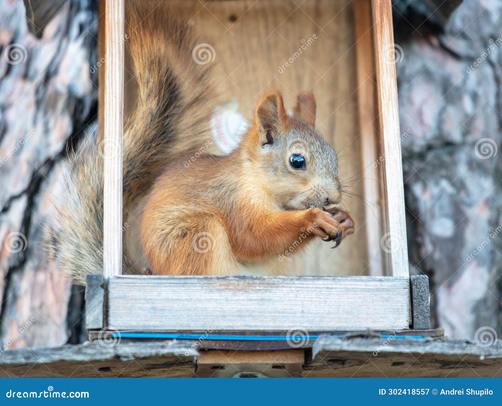 Portrait of a Squirrel in a Wooden House Stock Image - Image of brown ...