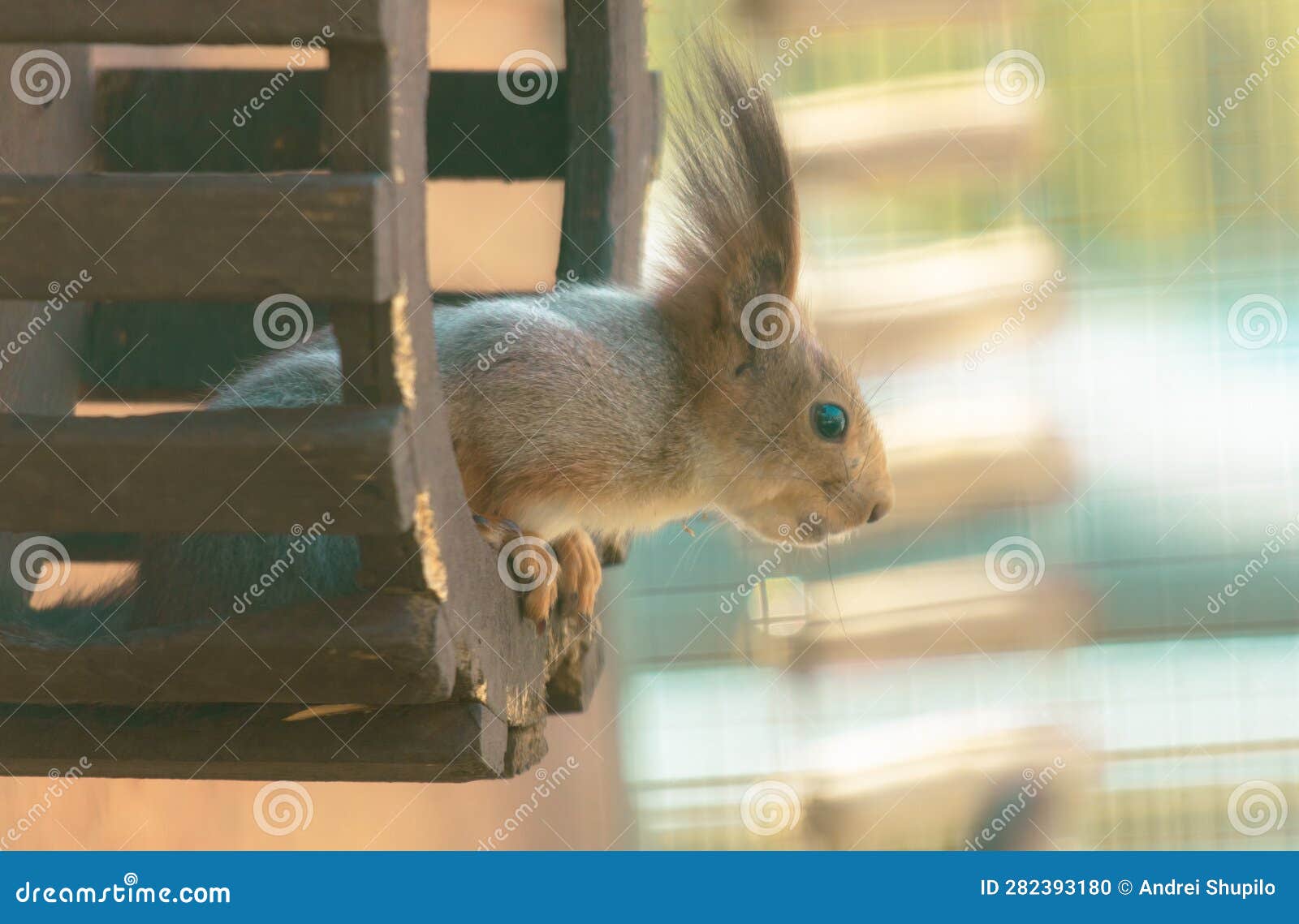 Portrait of a Squirrel in a Wooden Wheel Stock Photo - Image of eating ...