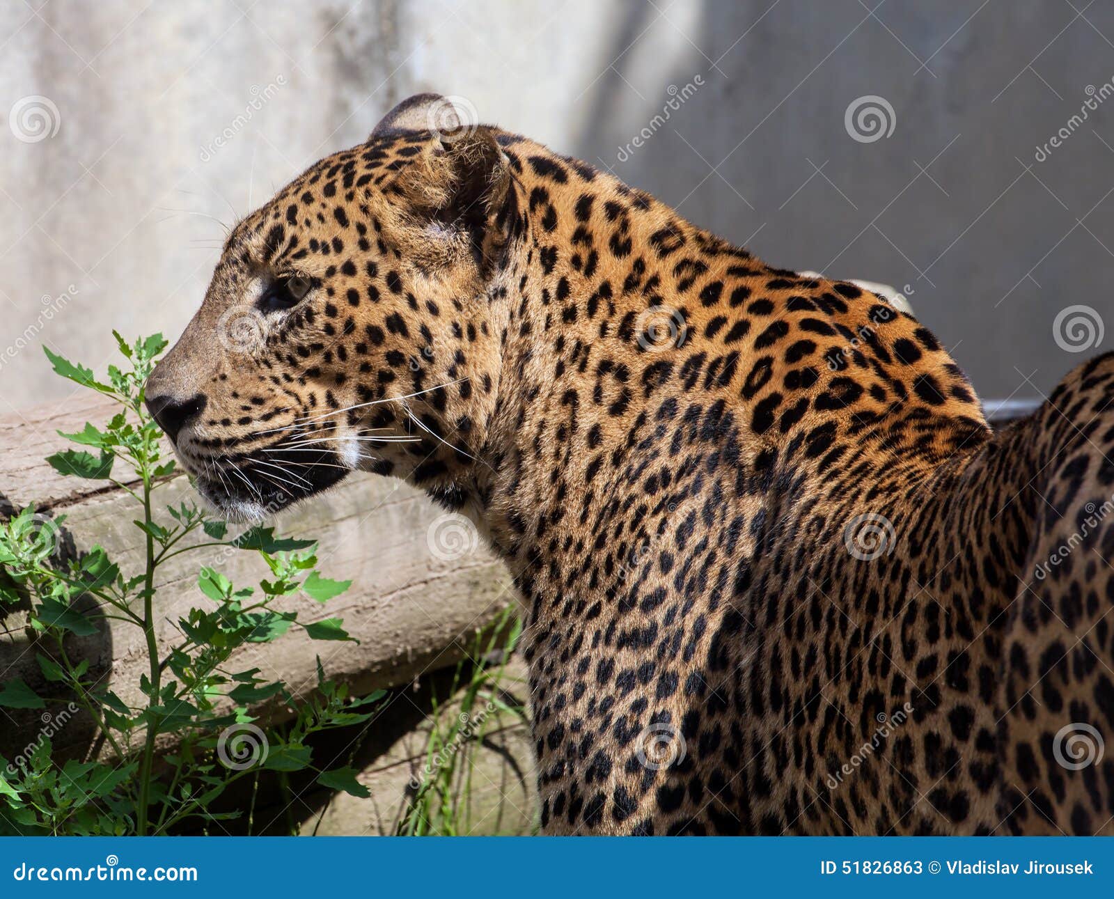 Portrait of Sri Lanka Leopard Stock Image - Image of tropical, mammals ...