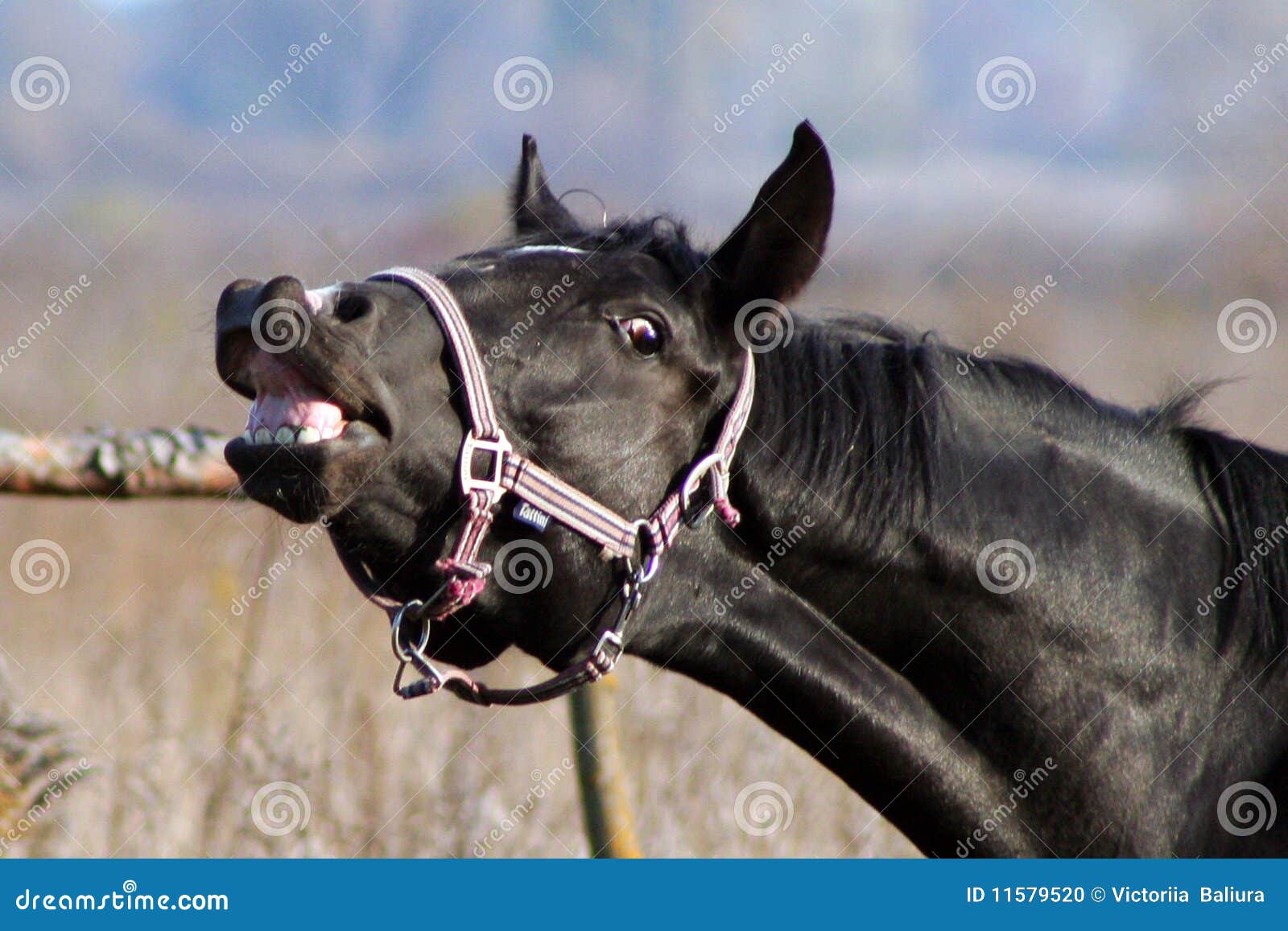 Portrait stallion stock photo. Image of thoroughbred - 11579520