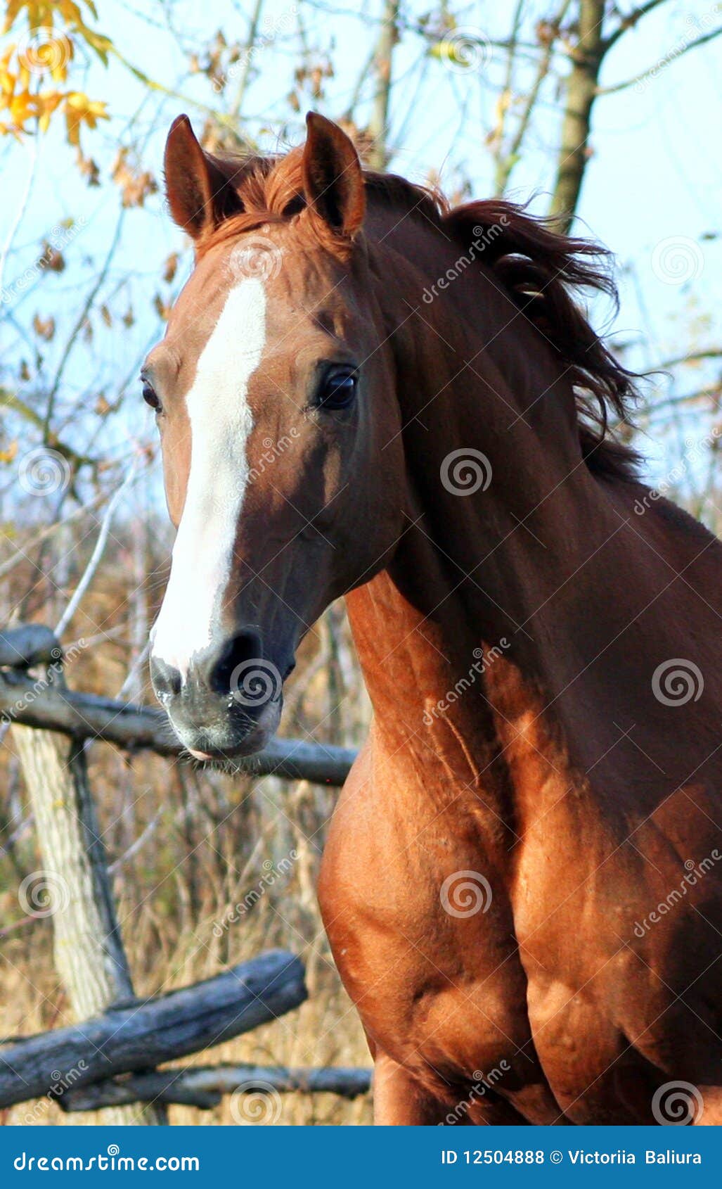 Portrait stallion stock photo. Image of mark, thoroughbred - 12504888
