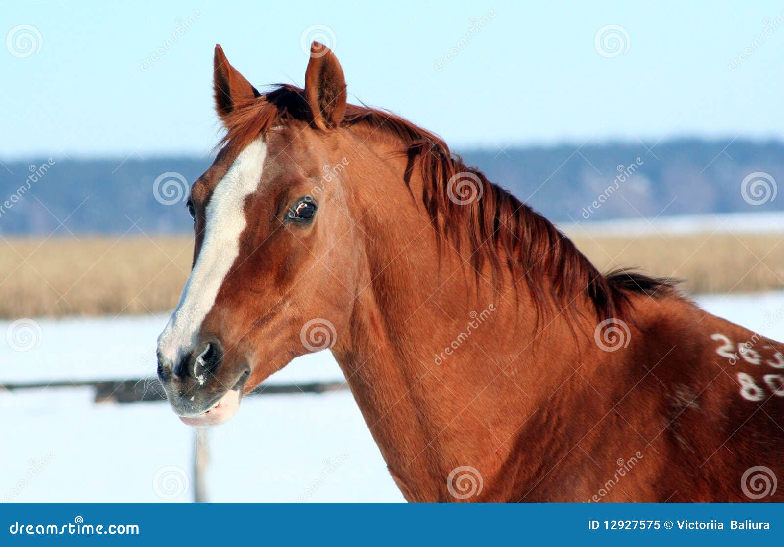 Portrait stallion stock image. Image of beautiful, stallion - 12927575