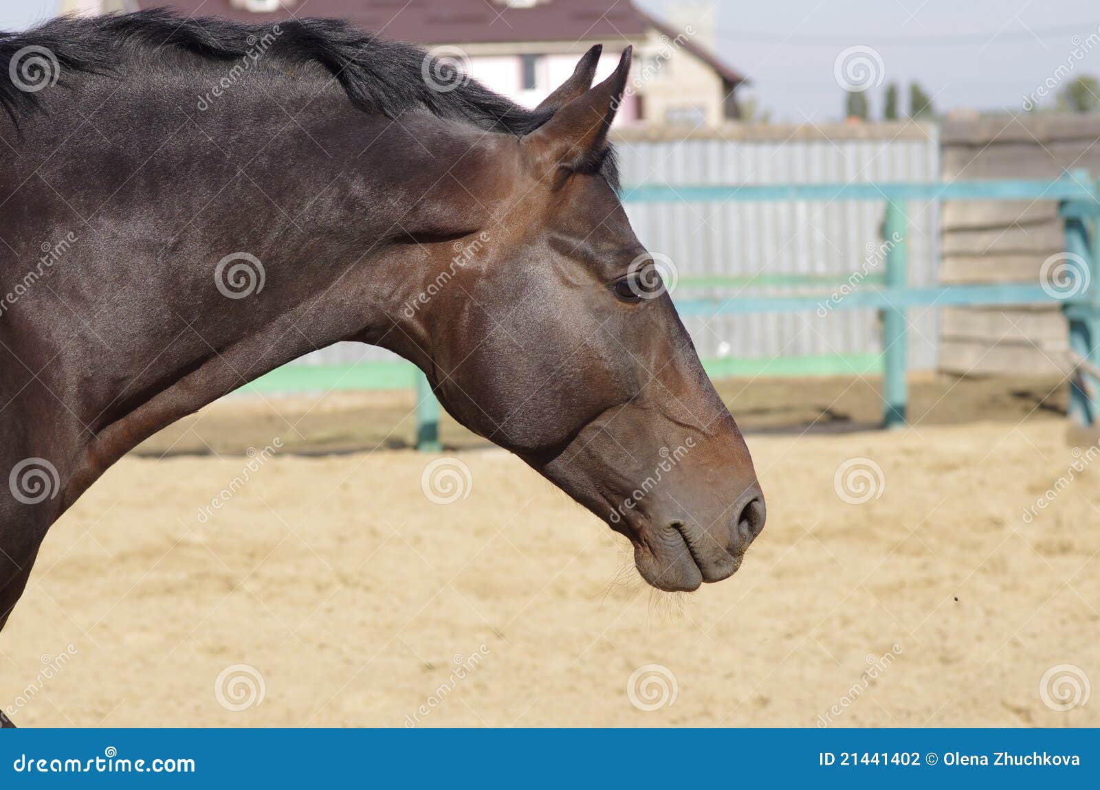 Portrait of the stallion stock photo. Image of beautiful - 21441402