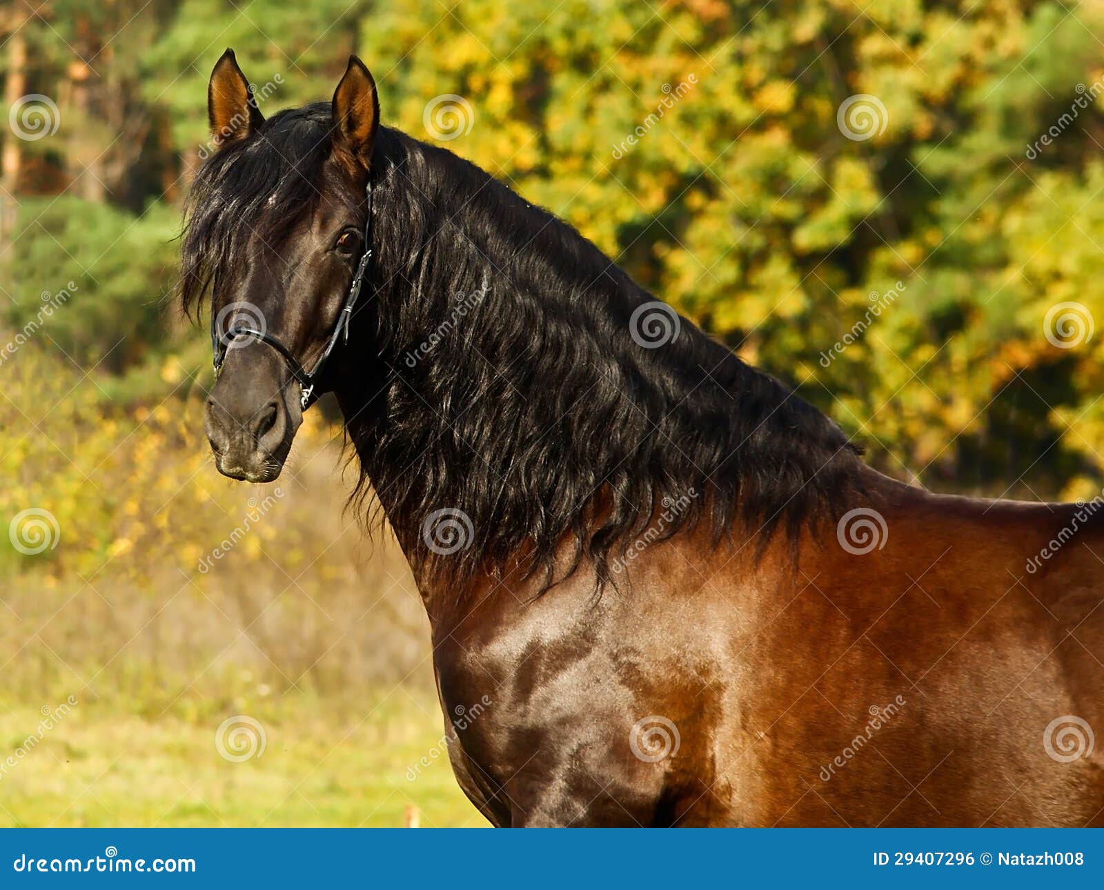 Portrait of the stallion stock photo. Image of autumn - 29407296