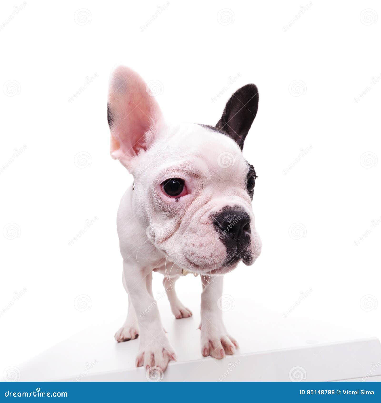 Portrait of a Standing Frenchie Standing Stock Photo - Image of ...