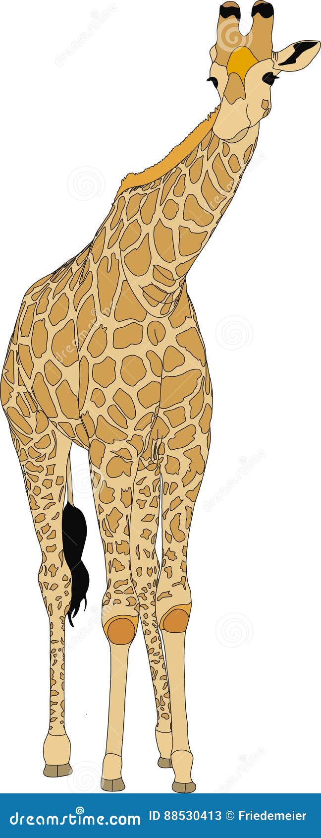 Portrait of a Standing Giraffe, Looking into the Cam Stock Vector ...