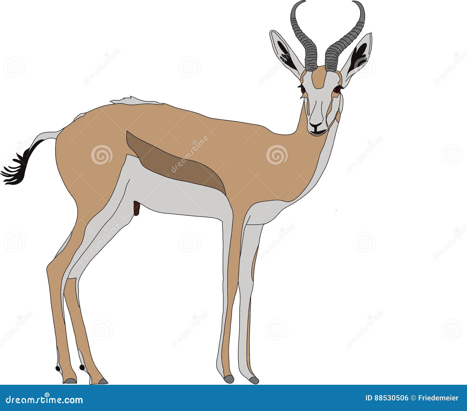 Portrait of a Standing Springbok Stock Vector - Illustration of vector ...