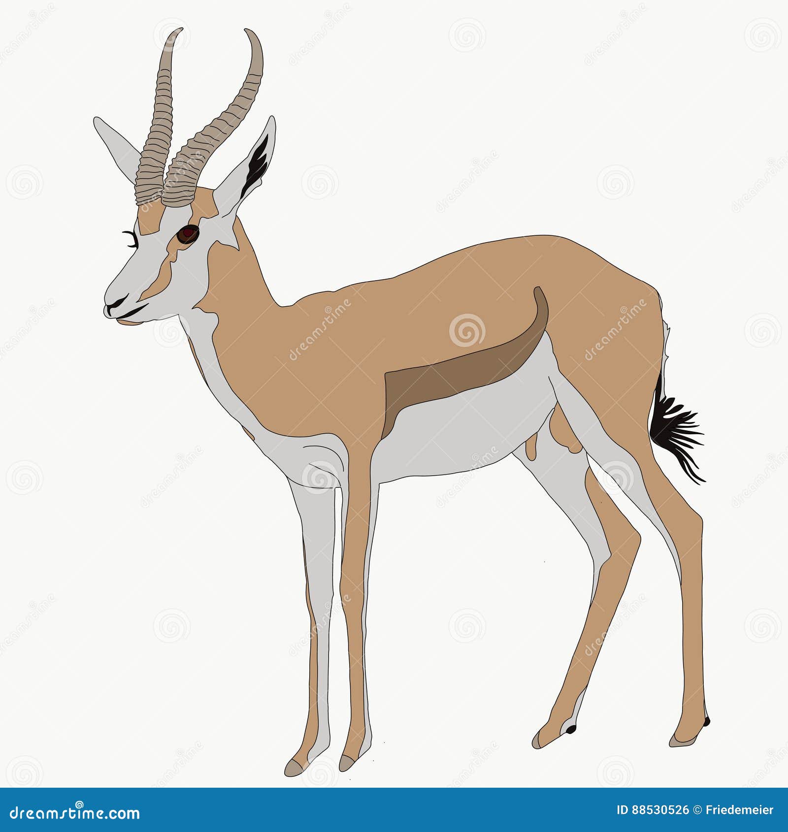 Portrait of a Standing Springbok Stock Vector - Illustration of sketch ...