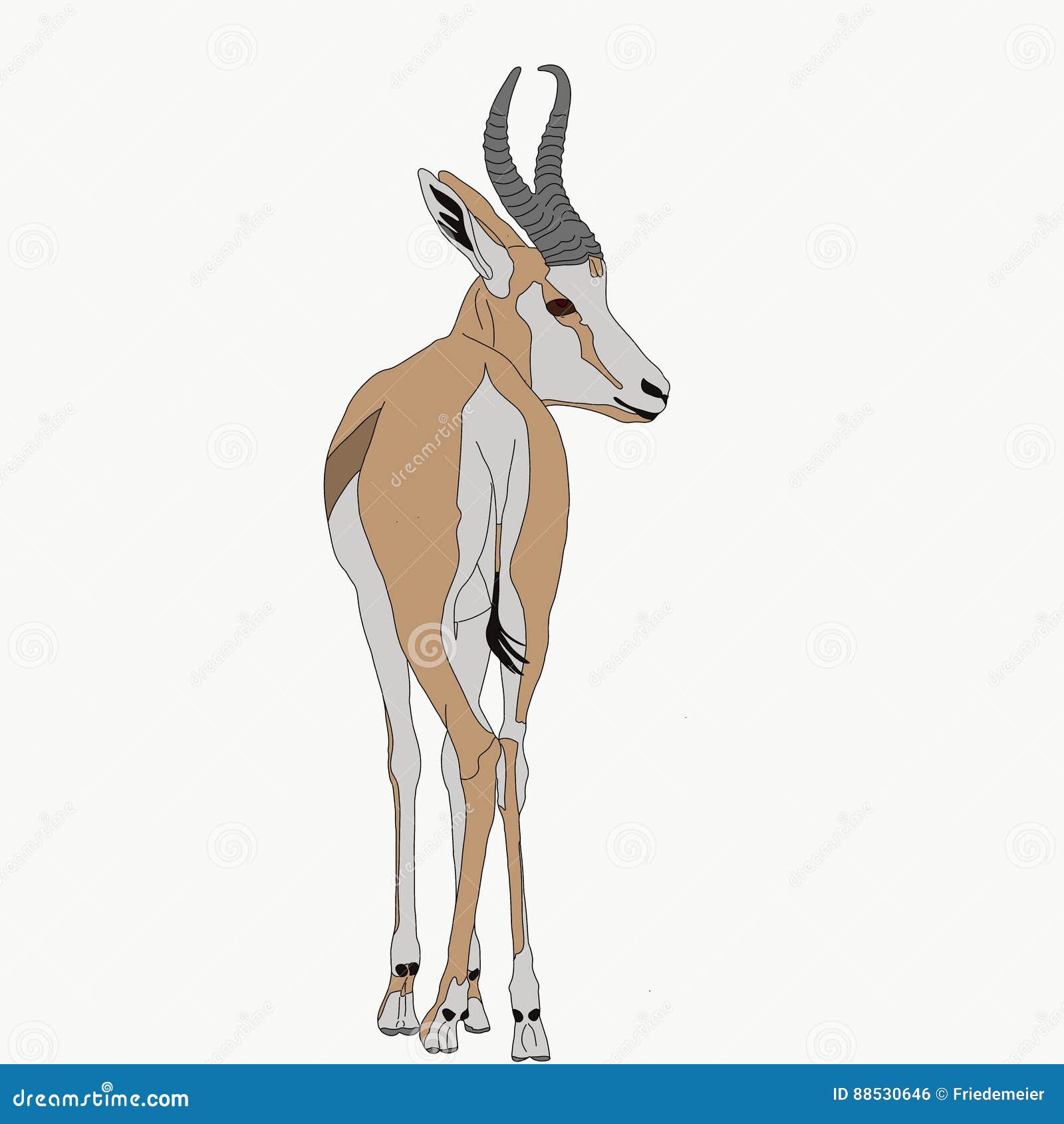 Portrait of a Standing Springbok Stock Vector - Illustration of ...