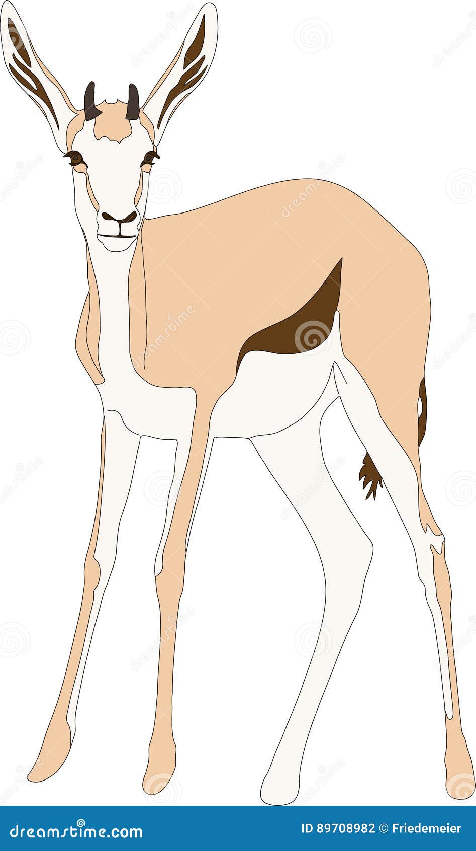 Portrait of a Standing Springbok, Looking To Viewer Stock Vector ...