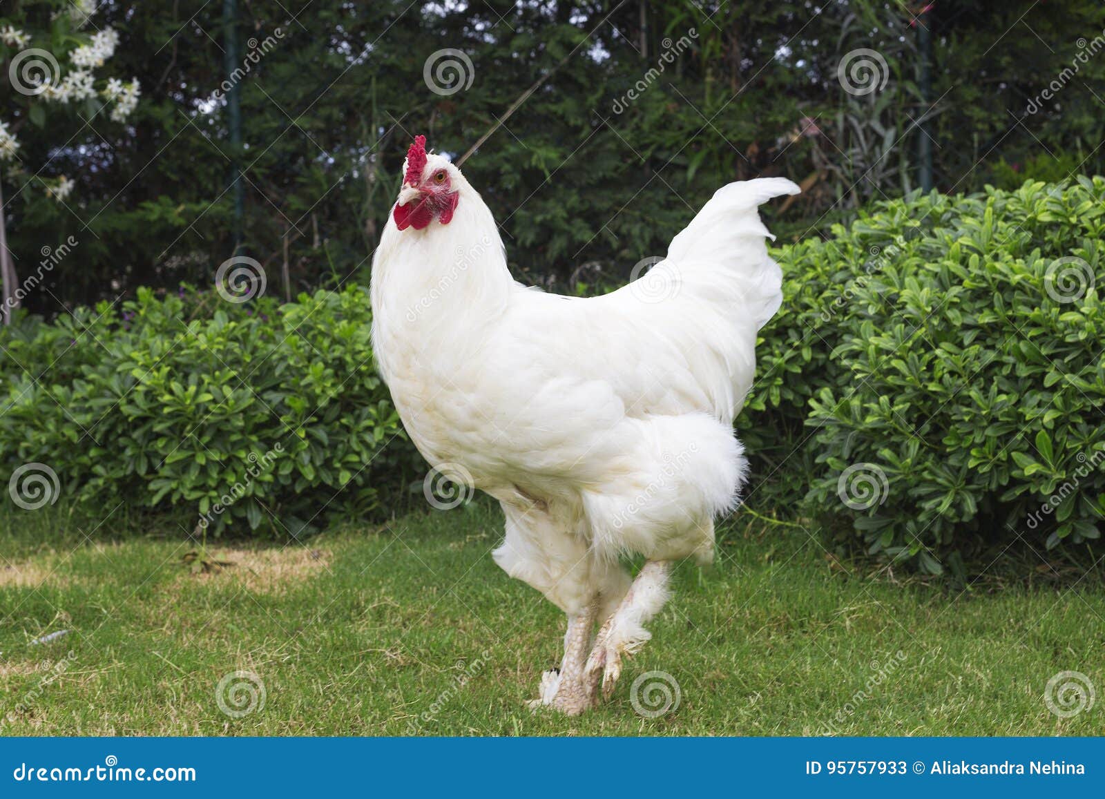 Portrait of a Standing White Rooster Stock Image - Image of nature ...