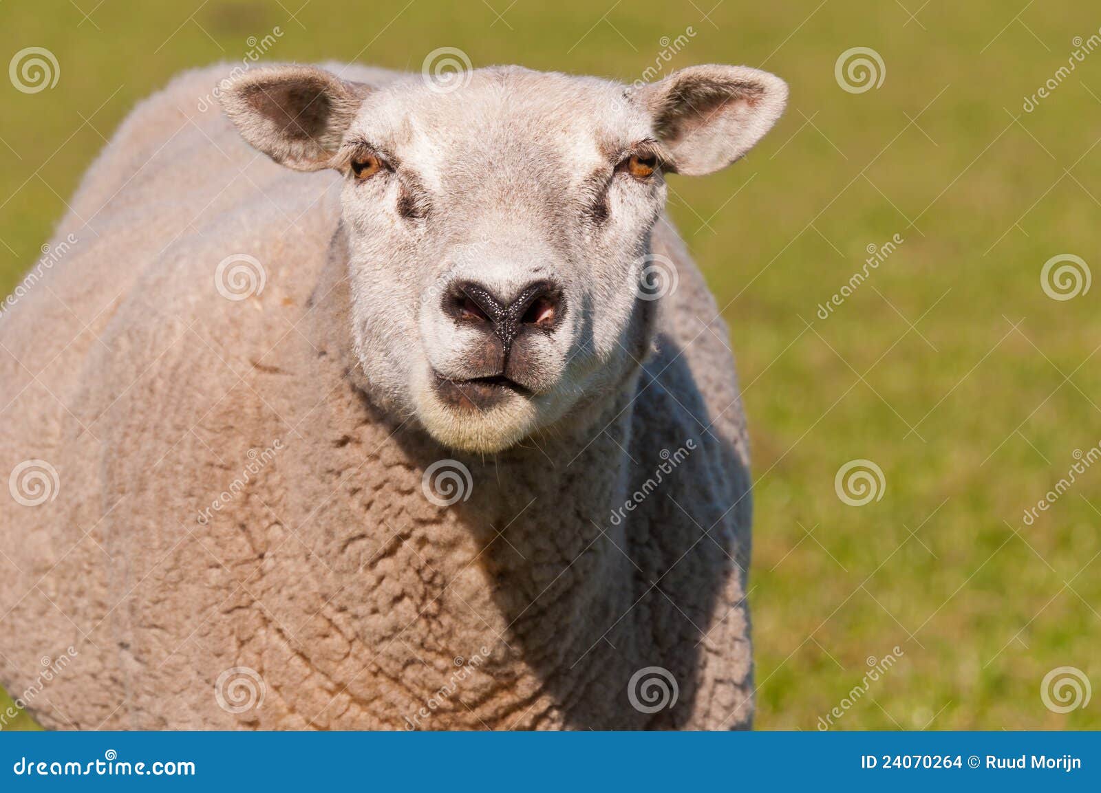 Portrait of a Staring Sheep in Sunlight Stock Photo - Image of face ...
