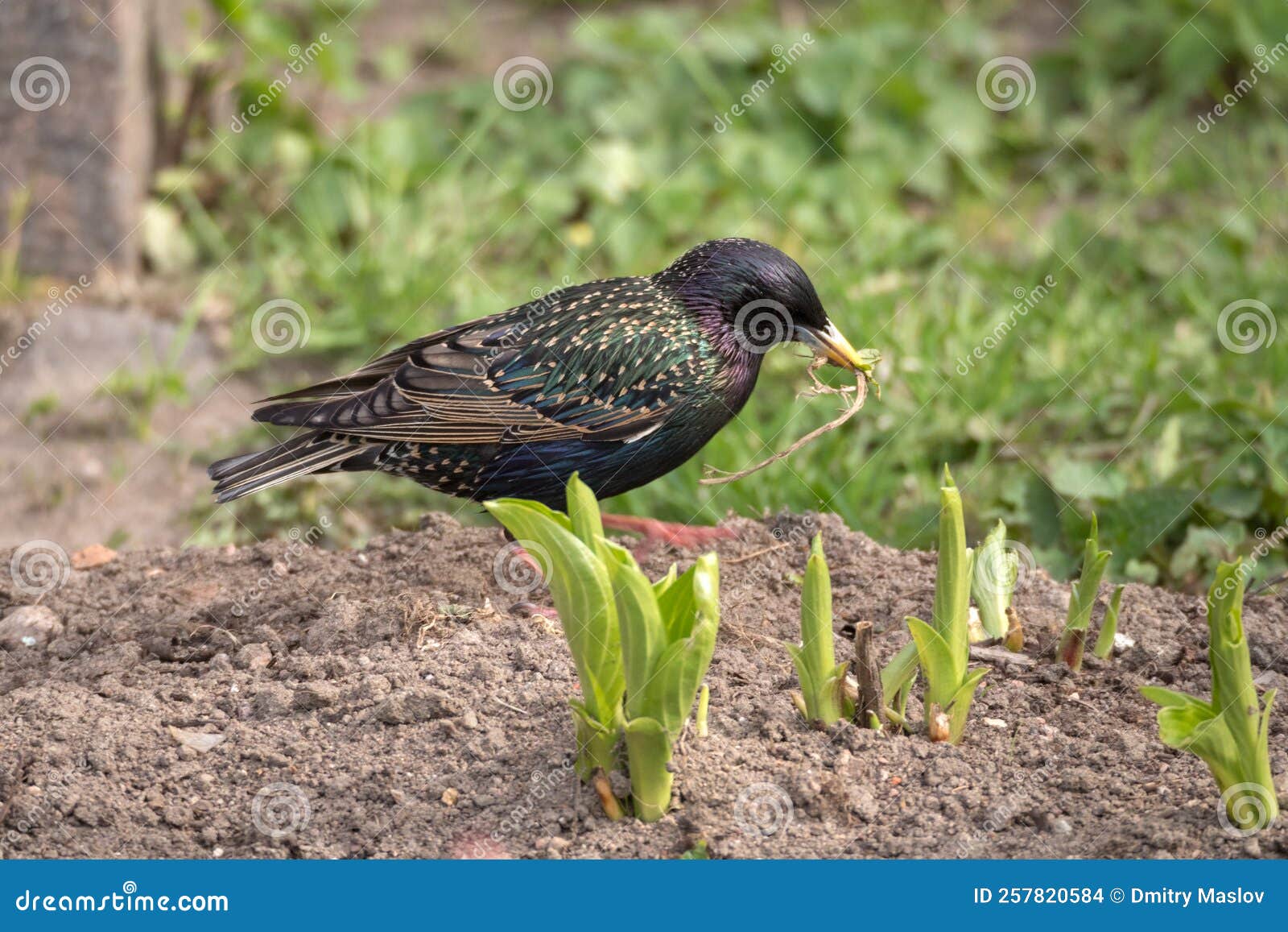 Starling in the spring stock photo. Image of park, bird - 257820584