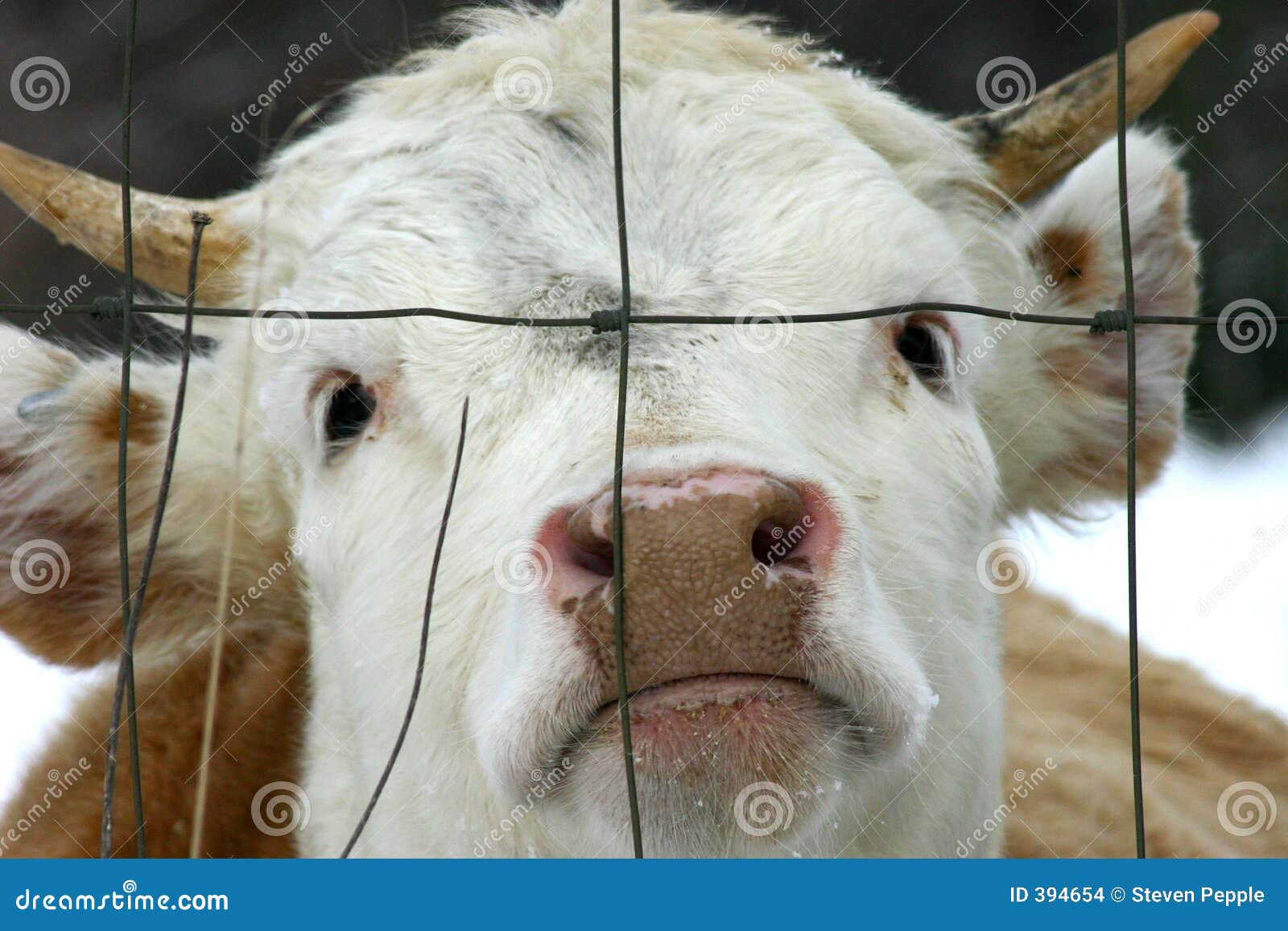 Portrait of a steer stock photo. Image of rural, animals - 394654
