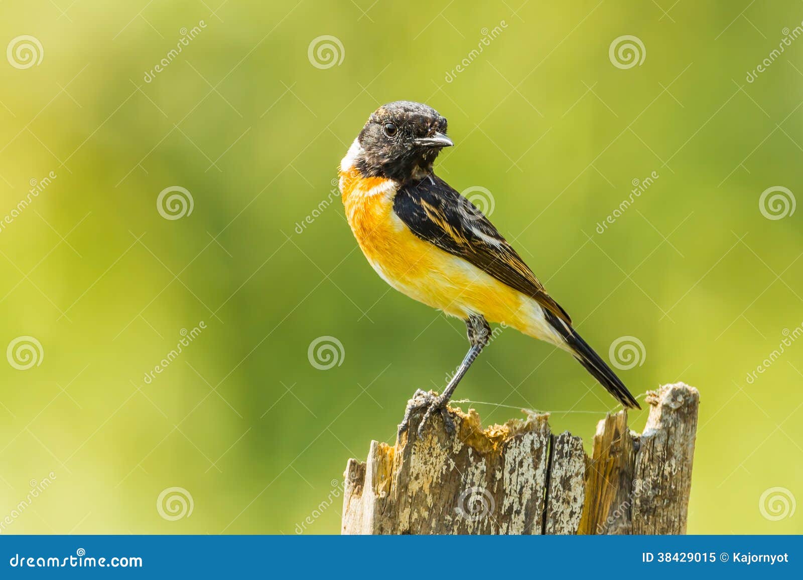 Portrait of Stejneger S Stonechat Stock Image - Image of head, outdoor ...