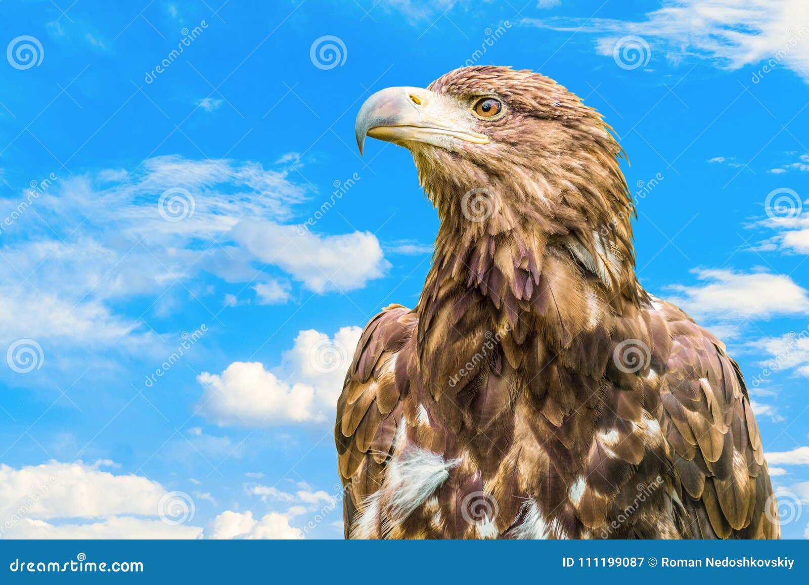 Portrait of steppe eagle stock image. Image of background - 111199087