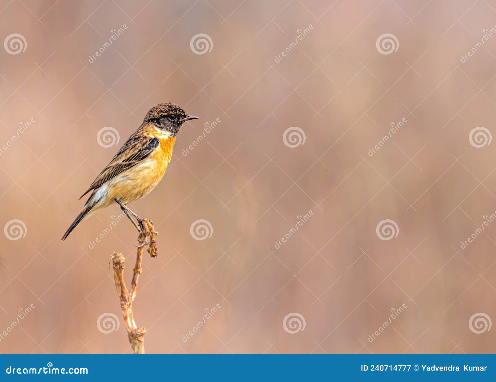 A portrait of Stone Chat stock image. Image of eastern - 240714777